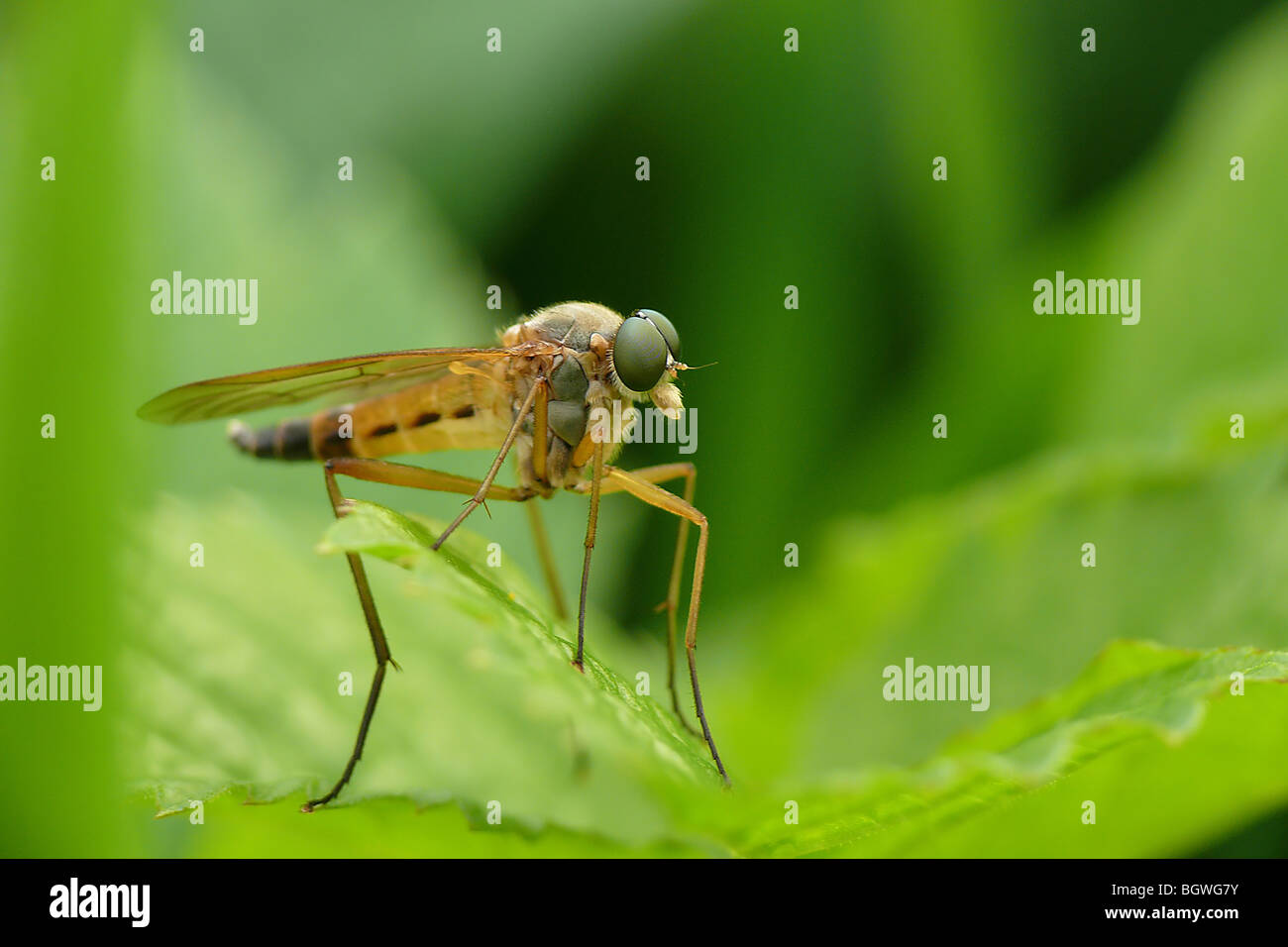 Fly hunting hi-res stock photography and images - Alamy