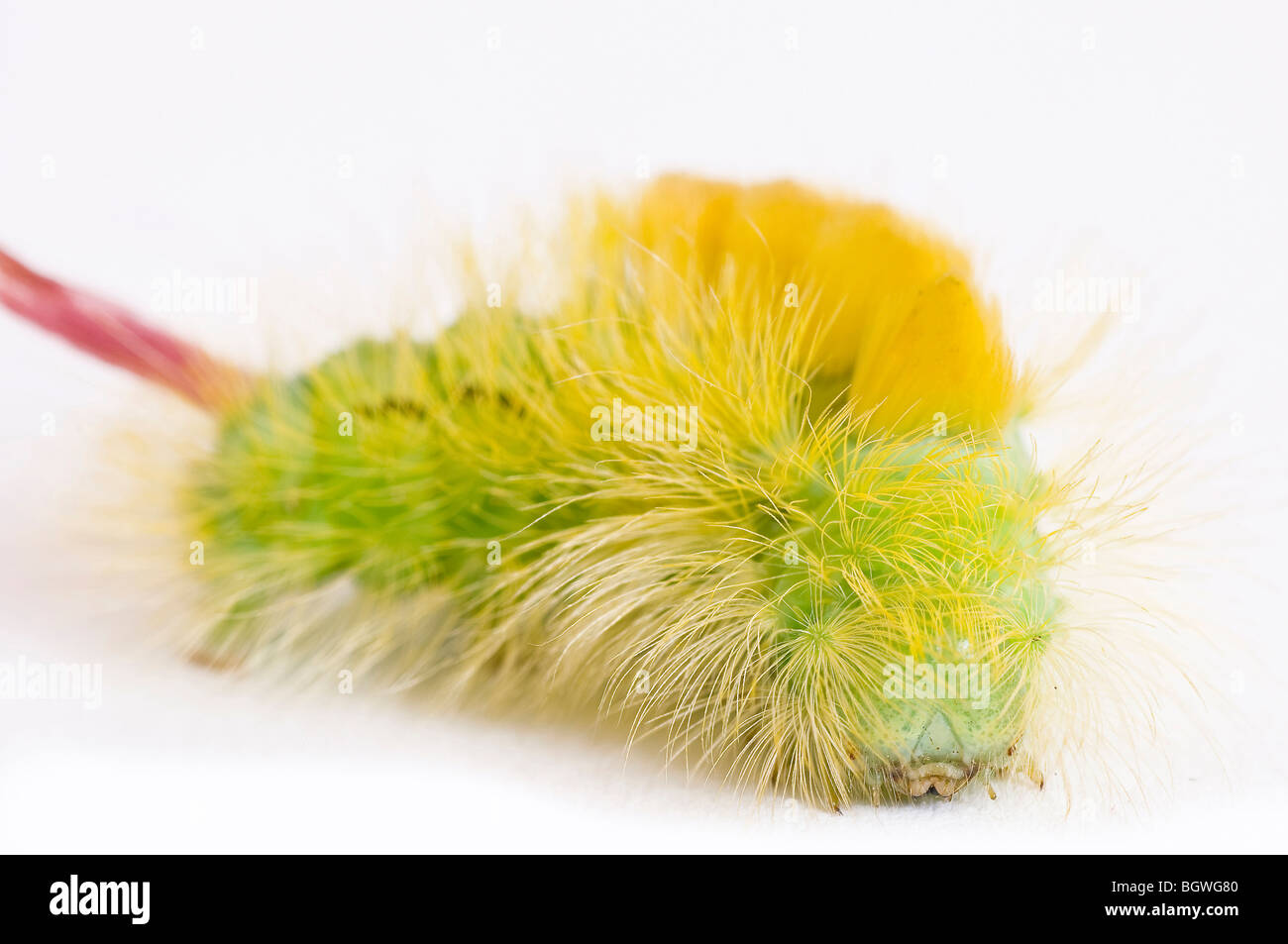 Caterpillar body parts hi-res stock photography and images - Alamy