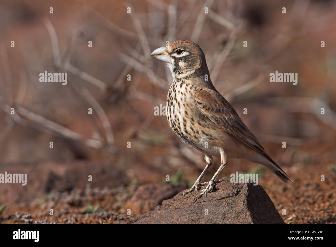Thick billed lark hi-res stock photography and images - Alamy