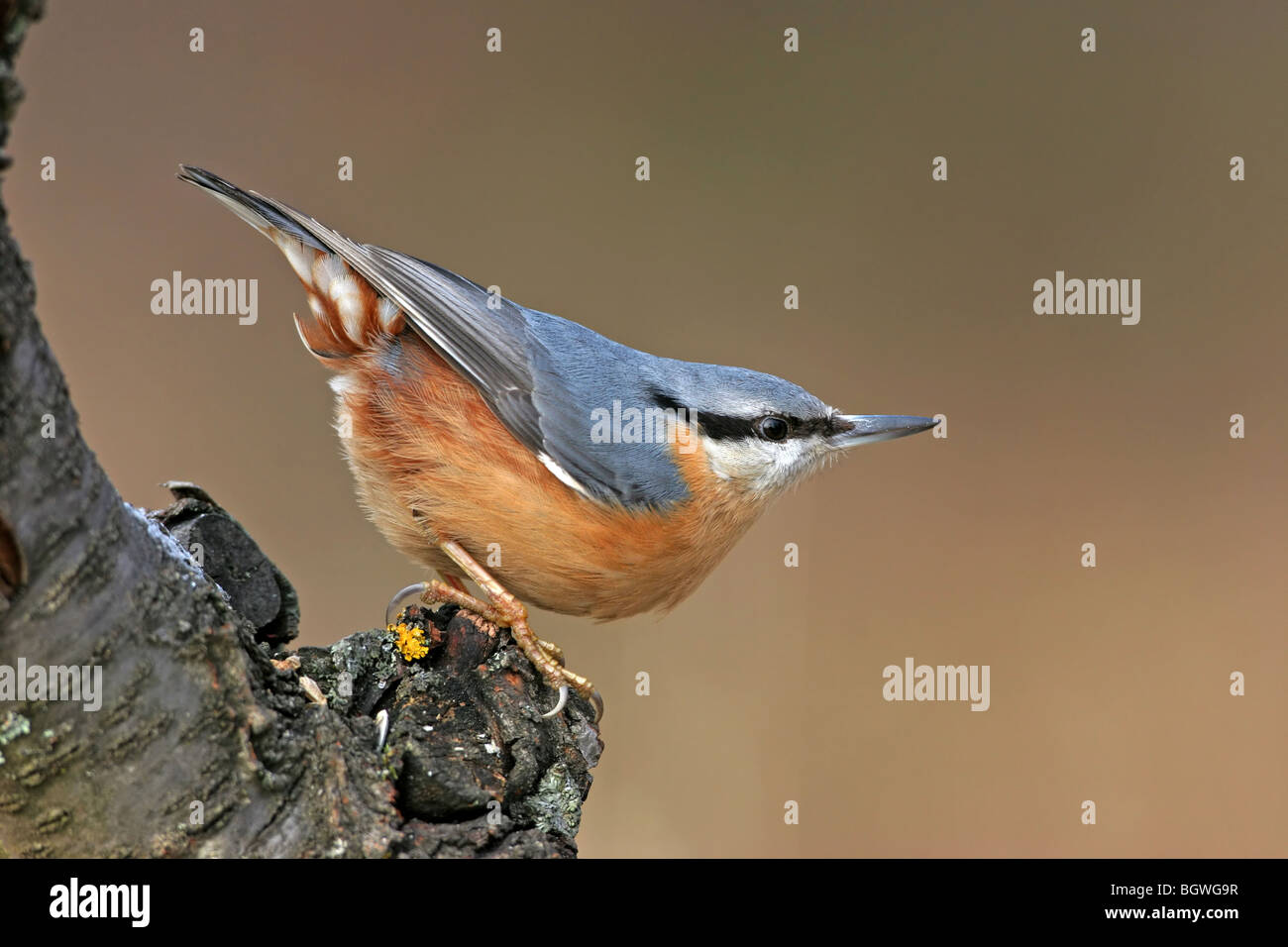 Nuthatch picture hi-res stock photography and images - Alamy