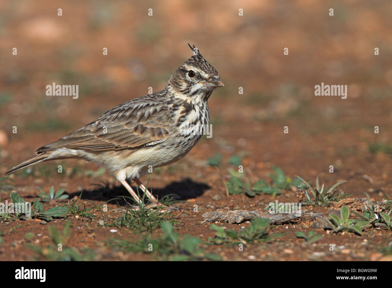 Thekla Lark Galerida theklae Stock Photo - Alamy Thekla Lark Galerida theklae Stock Photo - Alamy