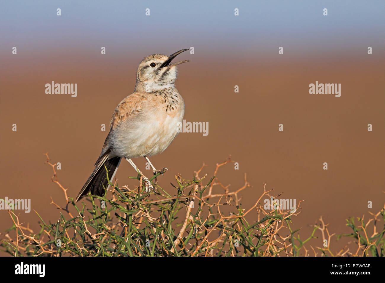 Hoopoe Lark, Greater Hoopoe-Lark Alaemon alaudipes Stock Photo - Alamy