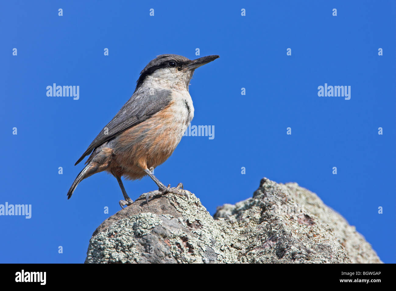 Rock nuthatch hi-res stock photography and images - Alamy