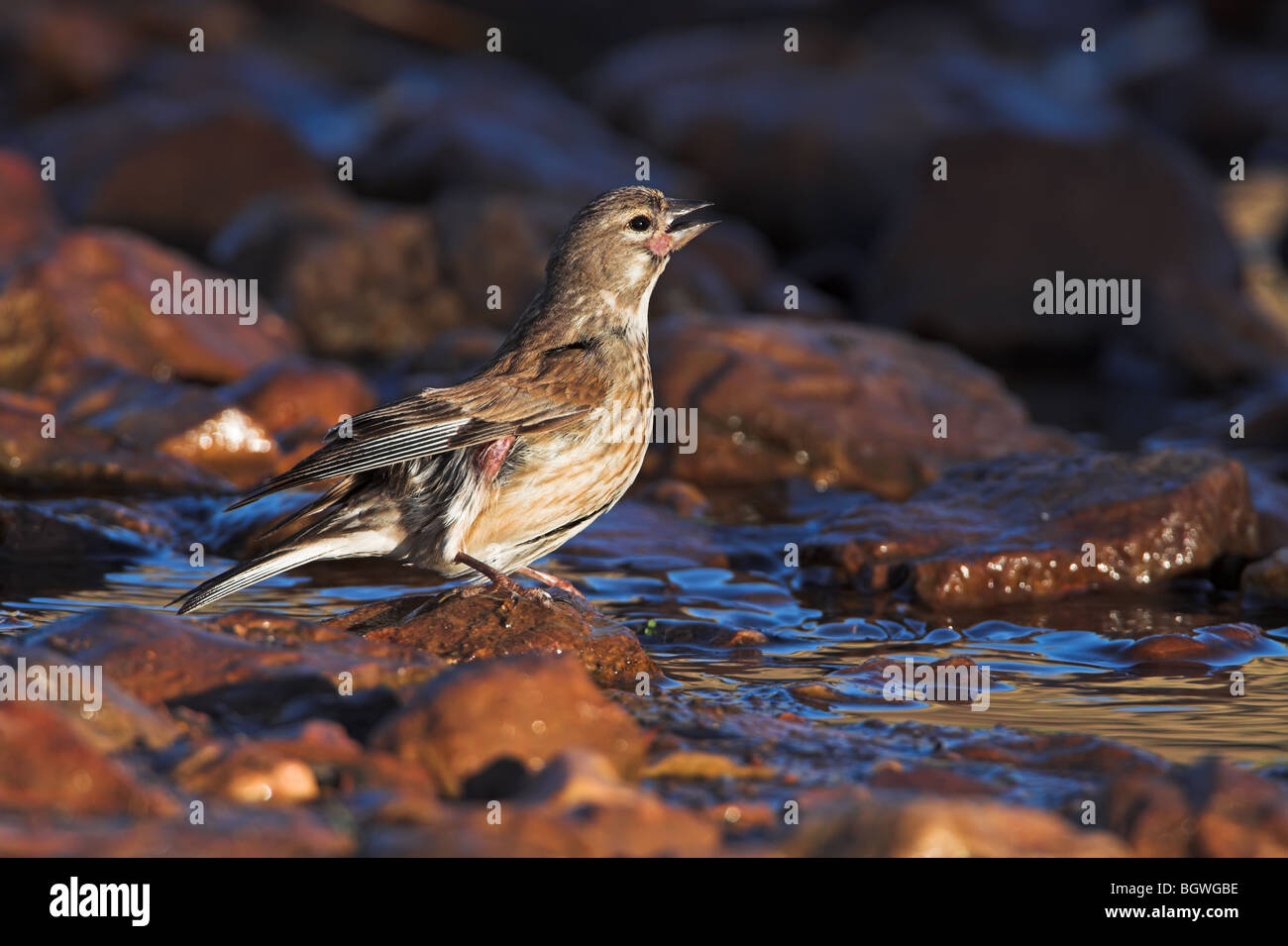 Linnet singing hi-res stock photography and images - Alamy