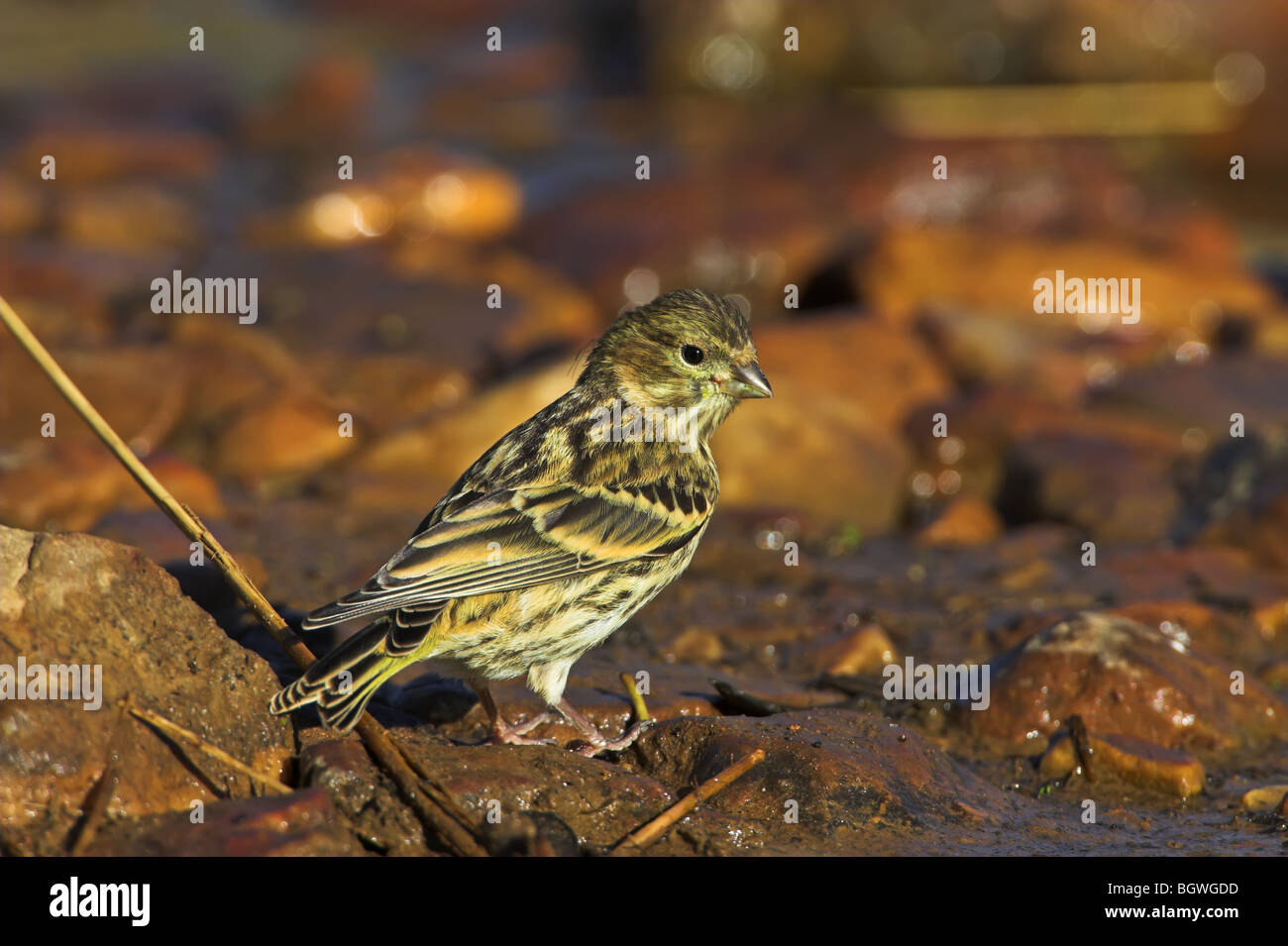 European Serin Serinus Serinus Stock Photo - Alamy