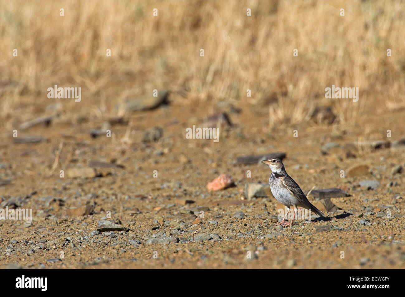 Calandra Lark Melanocorypha calandra Stock Photo - Alamy