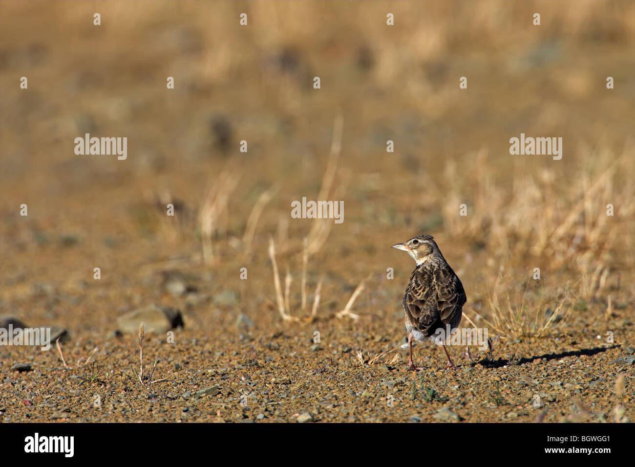 Calandra Lark Melanocorypha calandra Stock Photo - Alamy