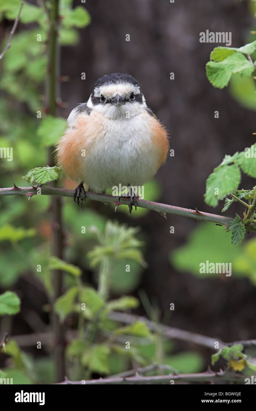 Masked Shrike Lanius nubicus Stock Photo - Alamy