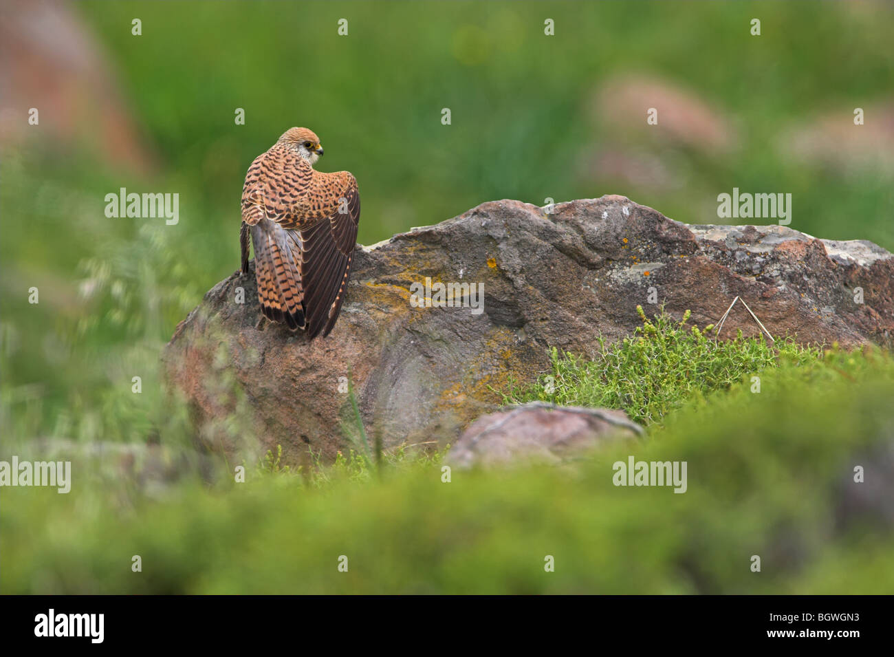 Lesser Kestrel Falco naumanni Stock Photo - Alamy