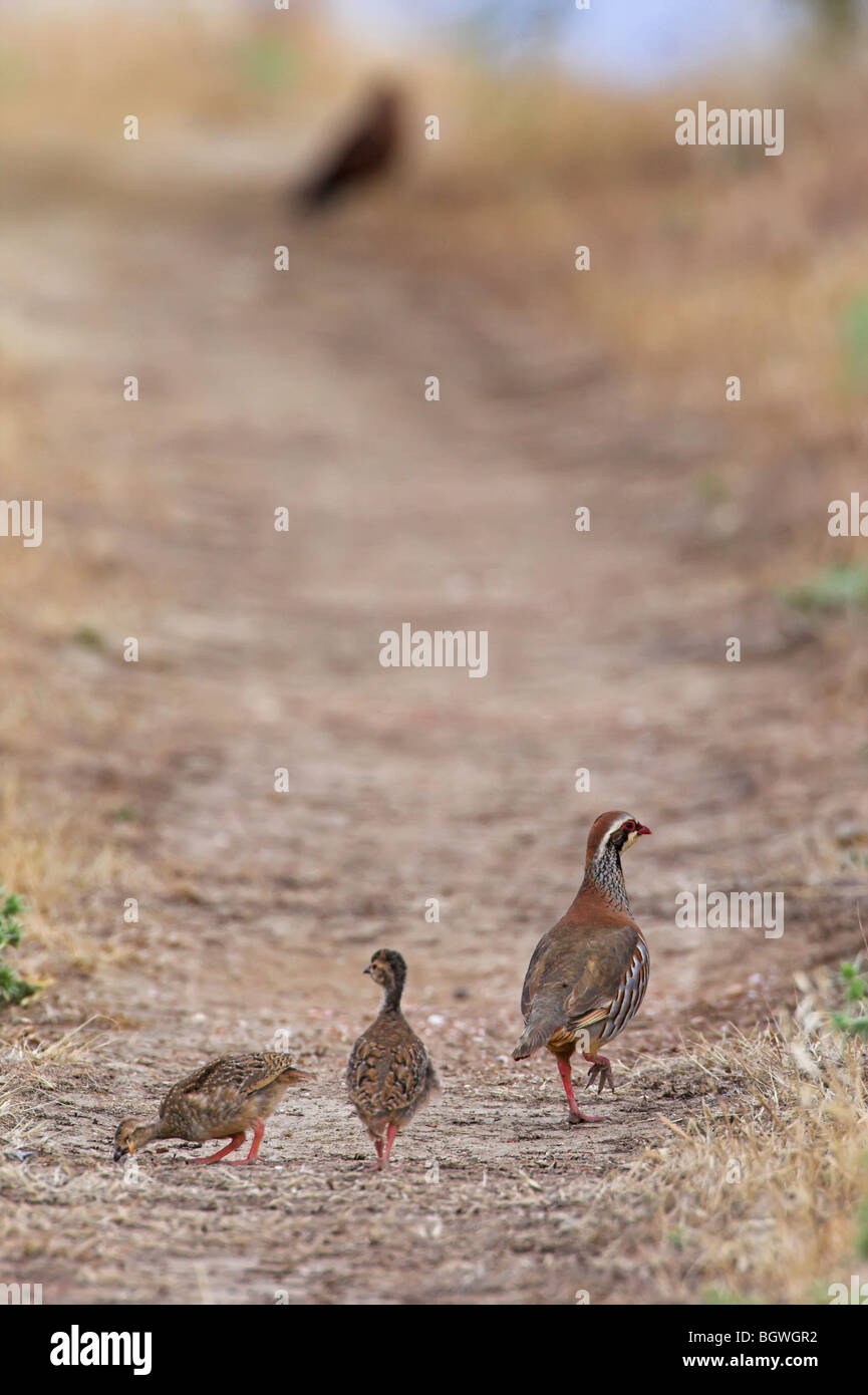 Red-legged Partridge Alectoris rufa Stock Photo - Alamy