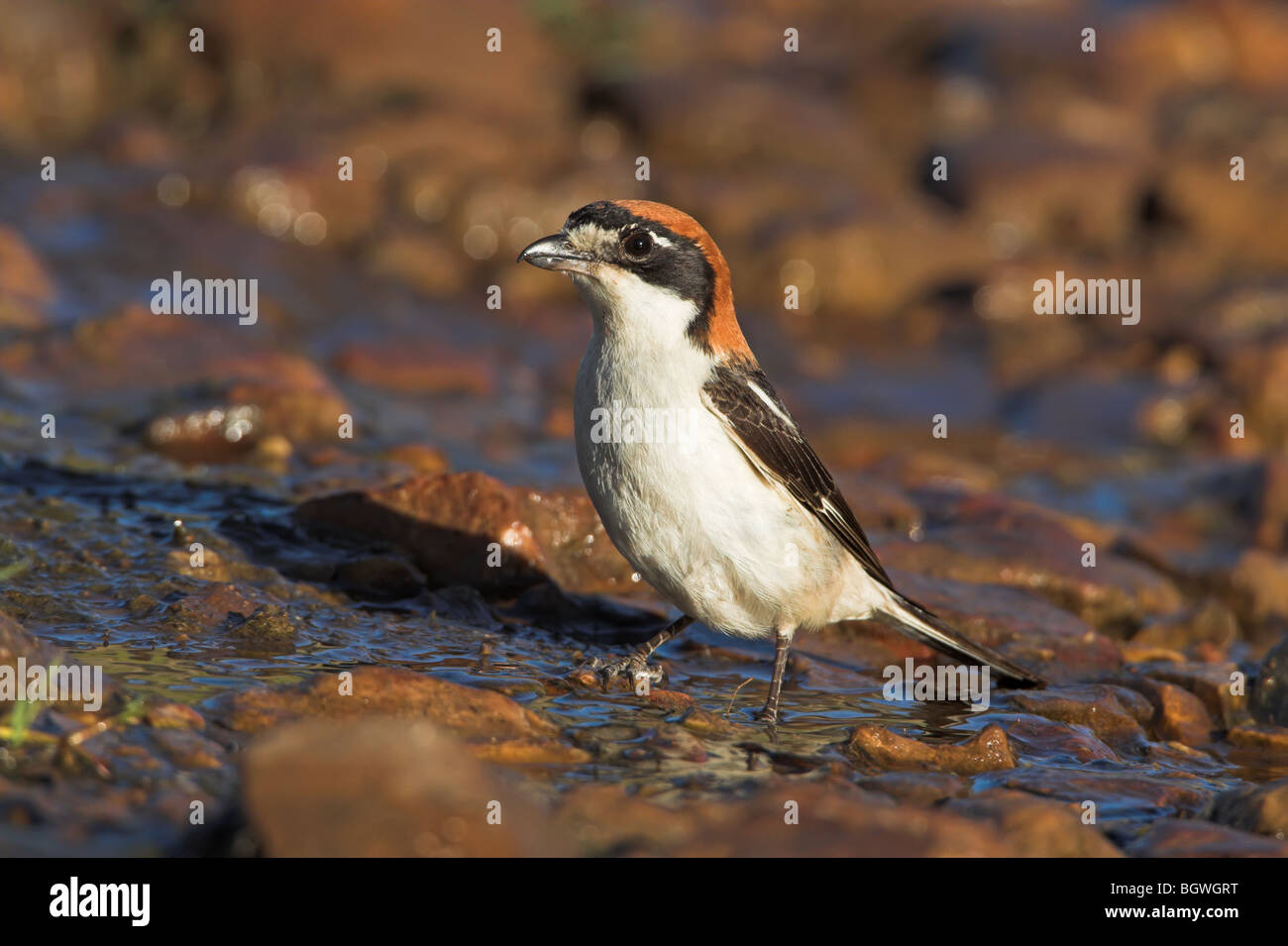 Woodchat Shrike Lanius senator Stock Photo - Alamy