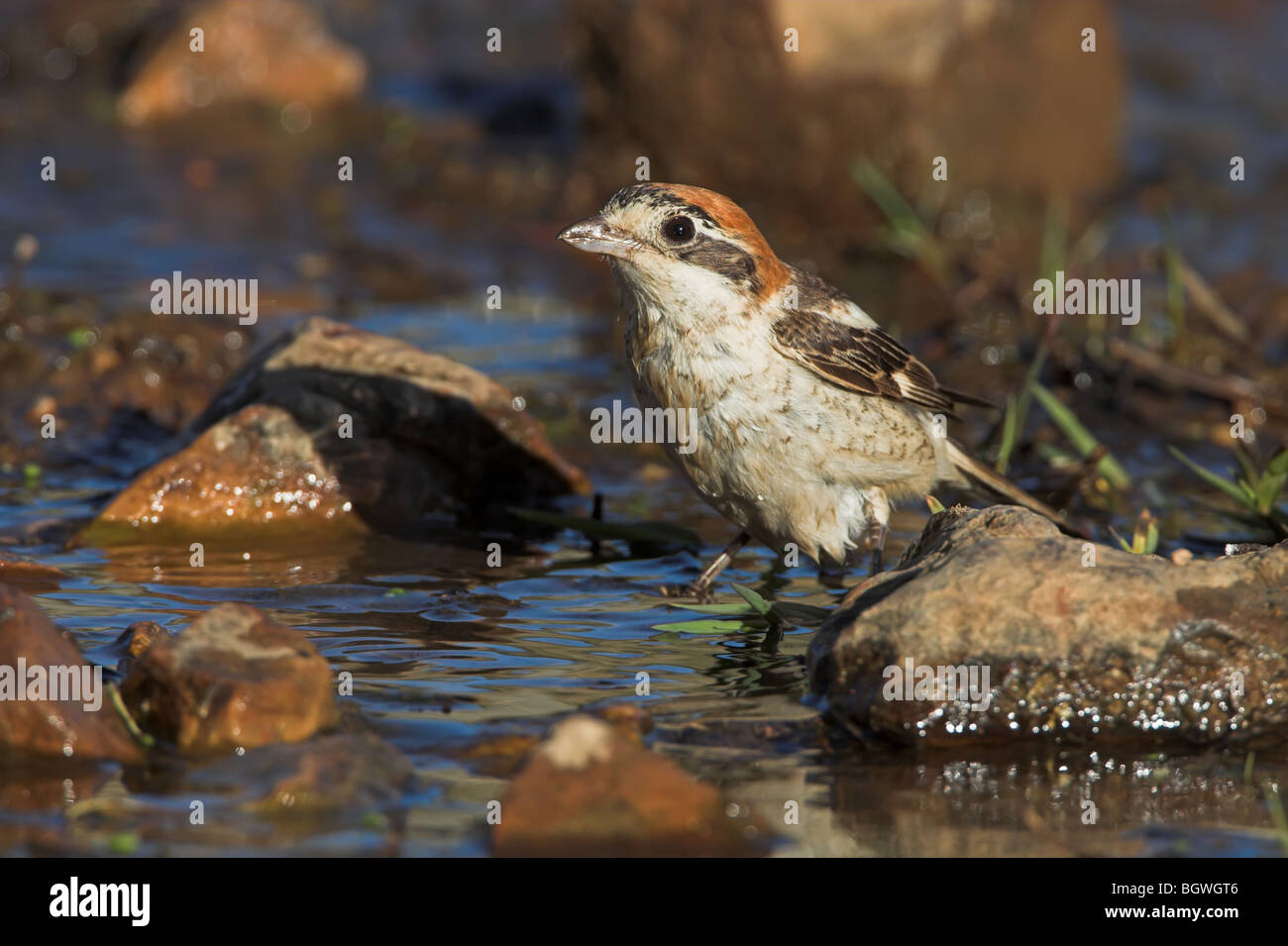 Woodchat Shrike Lanius senator Stock Photo - Alamy
