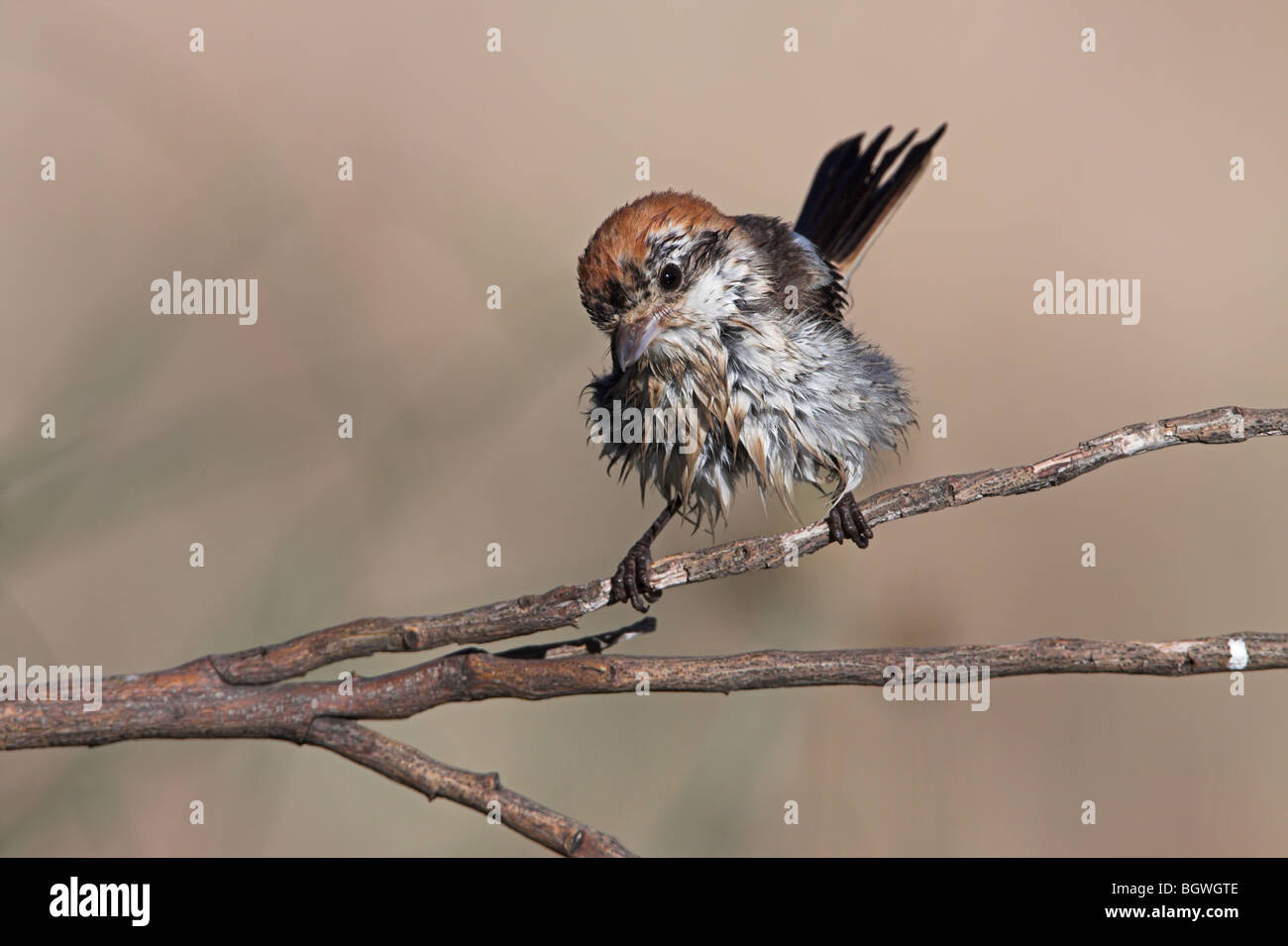Woodchat Shrike Lanius senator Stock Photo - Alamy