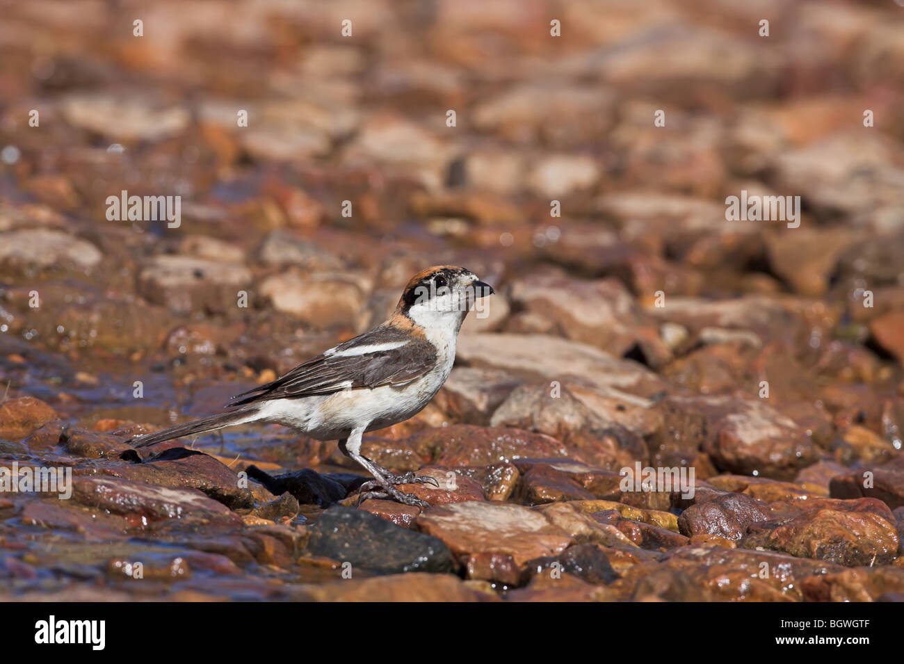 Woodchat Shrike Lanius senator Stock Photo - Alamy