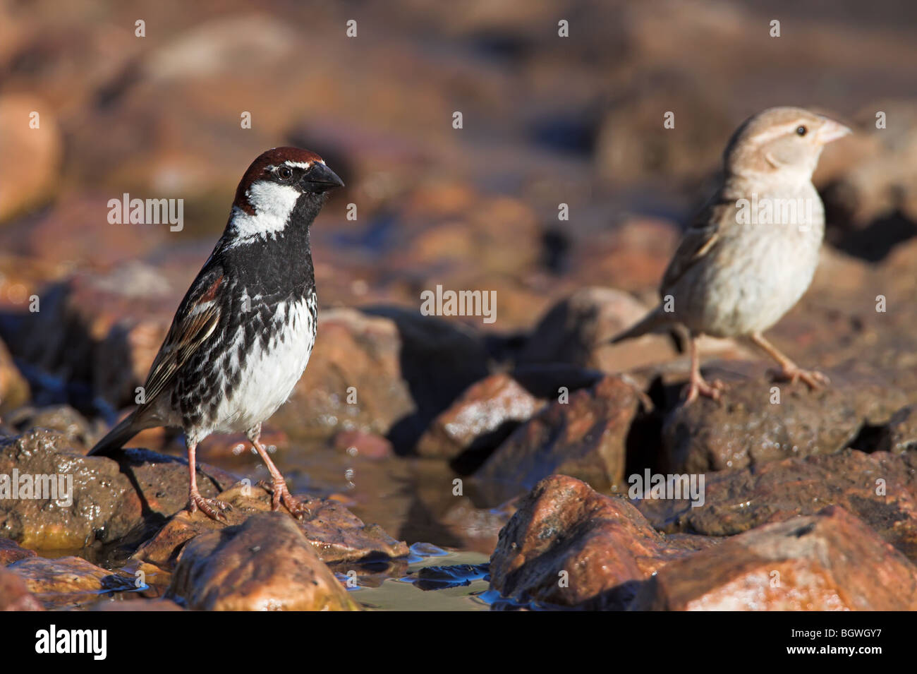 Sparrow Passer hispaniolensis Stock Photo - Alamy