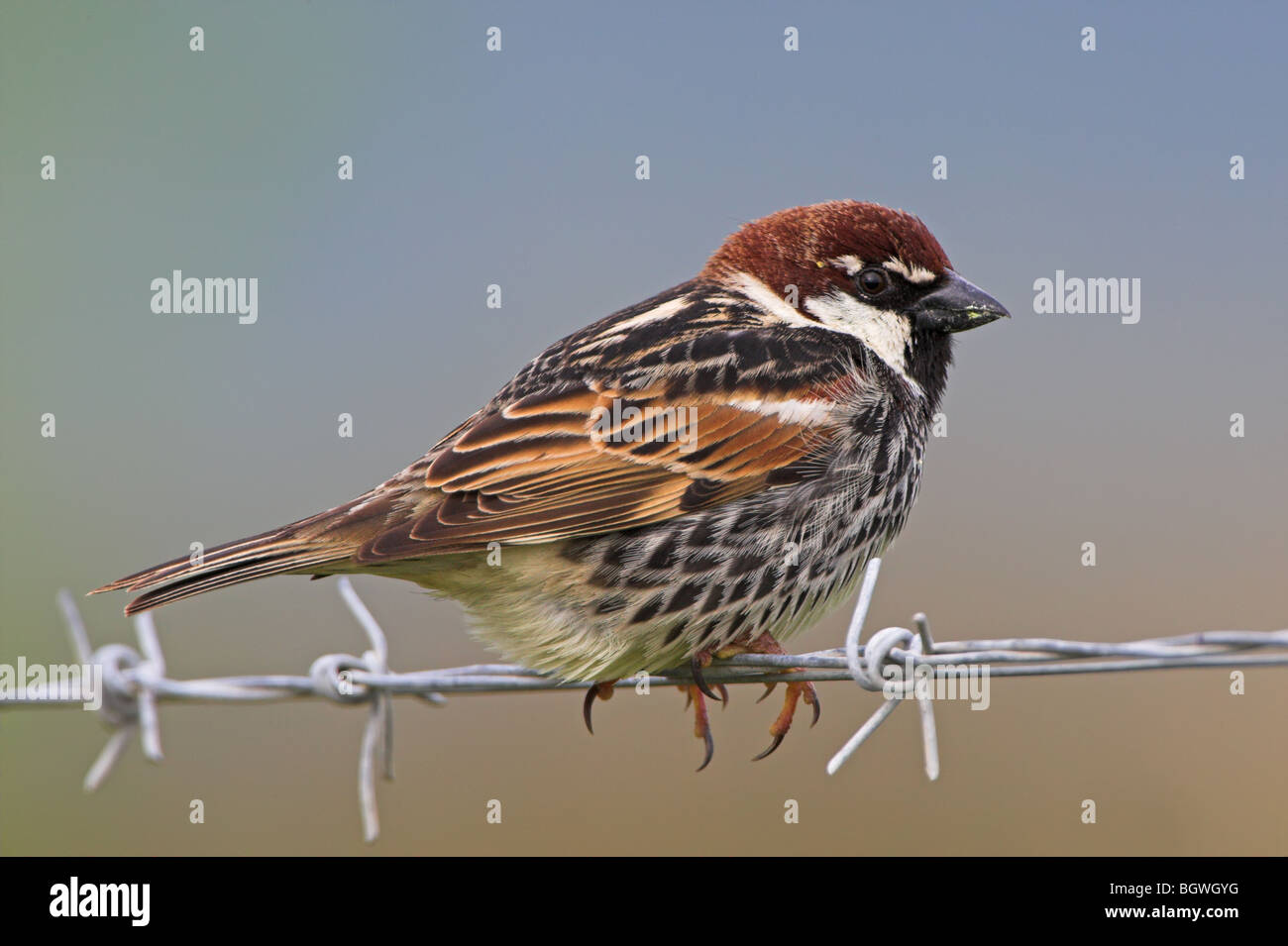 Sparrow Passer hispaniolensis Stock Photo - Alamy