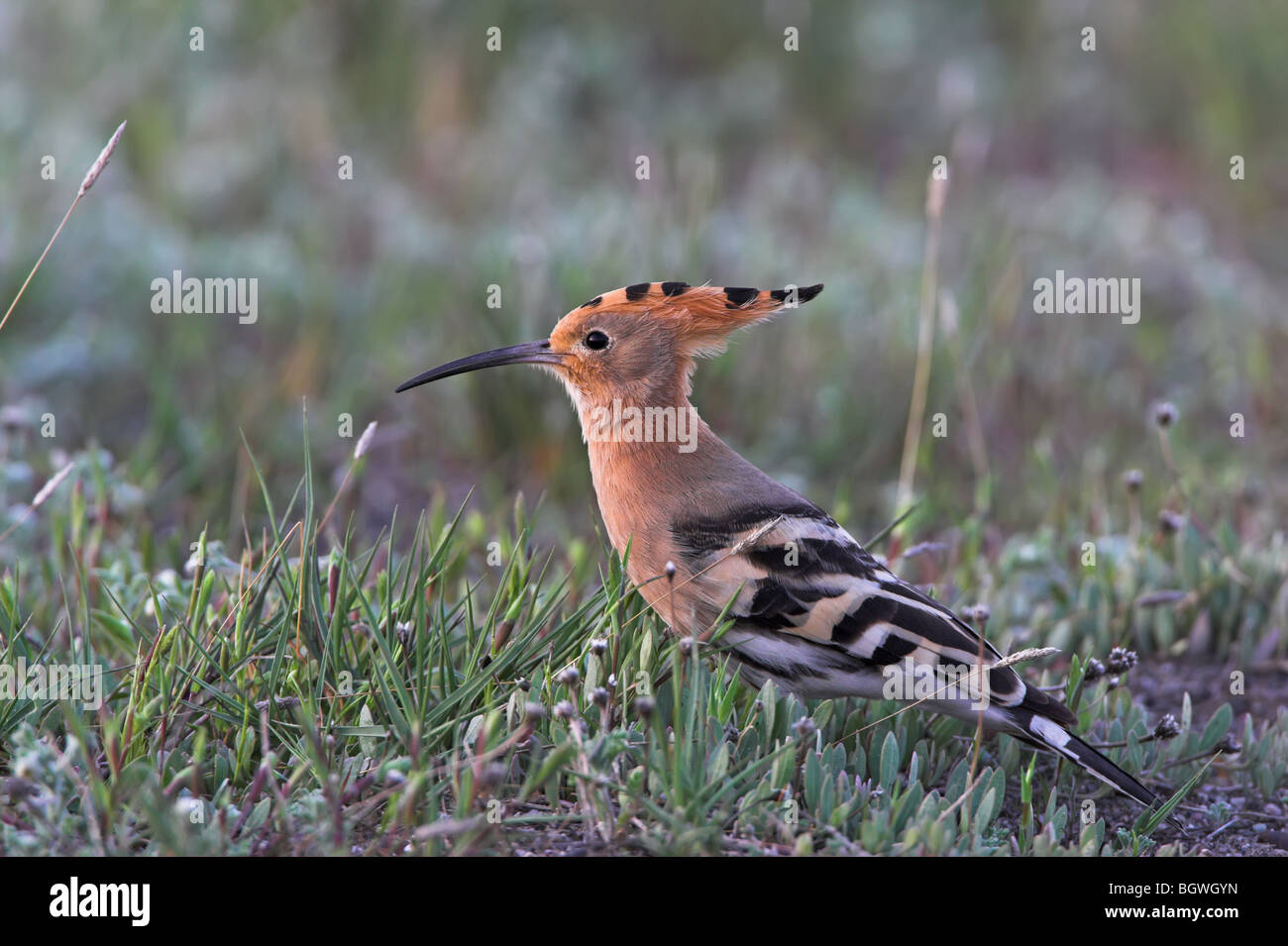 Hoopoe Upupa epops Stock Photo - Alamy