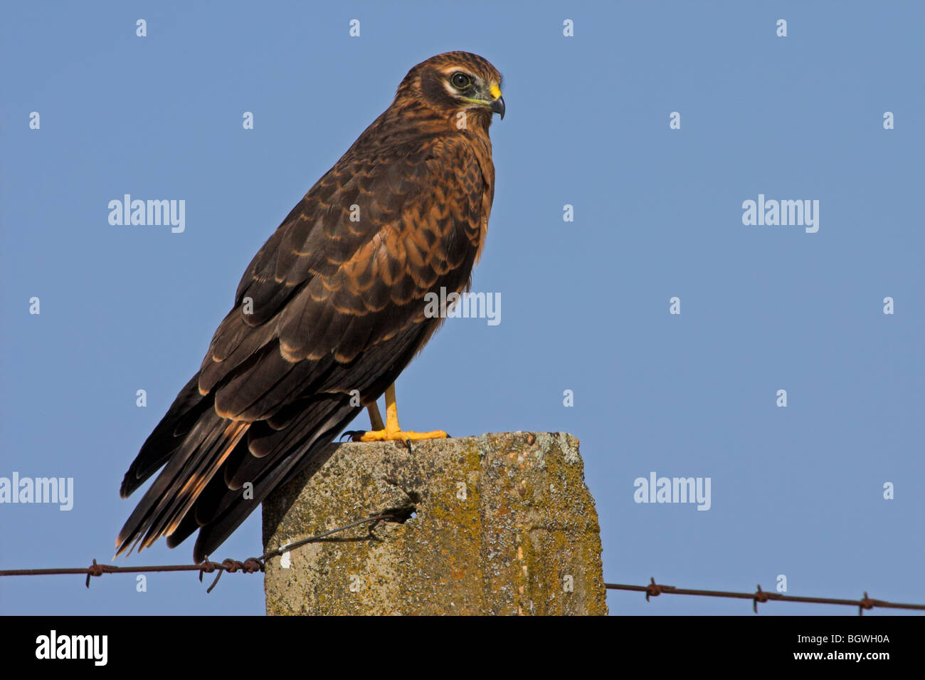 Montagu's Harrier Circus pygargus Stock Photo - Alamy