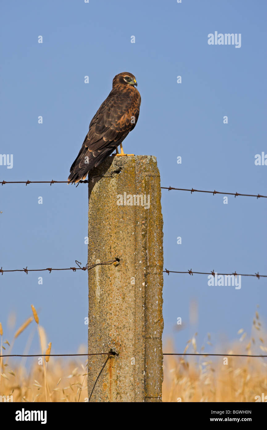 Montagu's Harrier Circus pygargus Stock Photo - Alamy