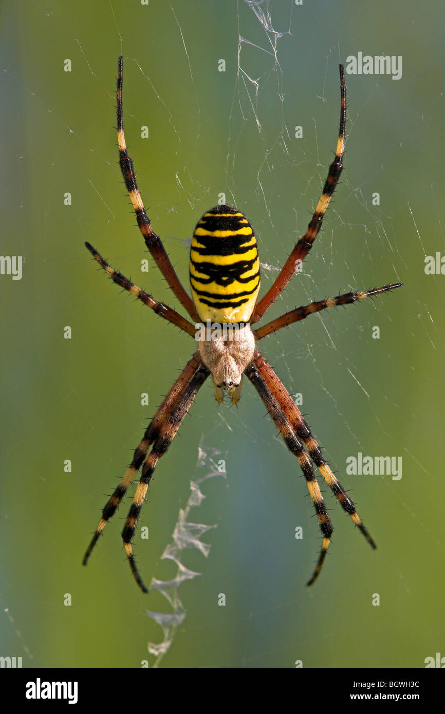 Zebra spider wasp hi-res stock photography and images - Alamy