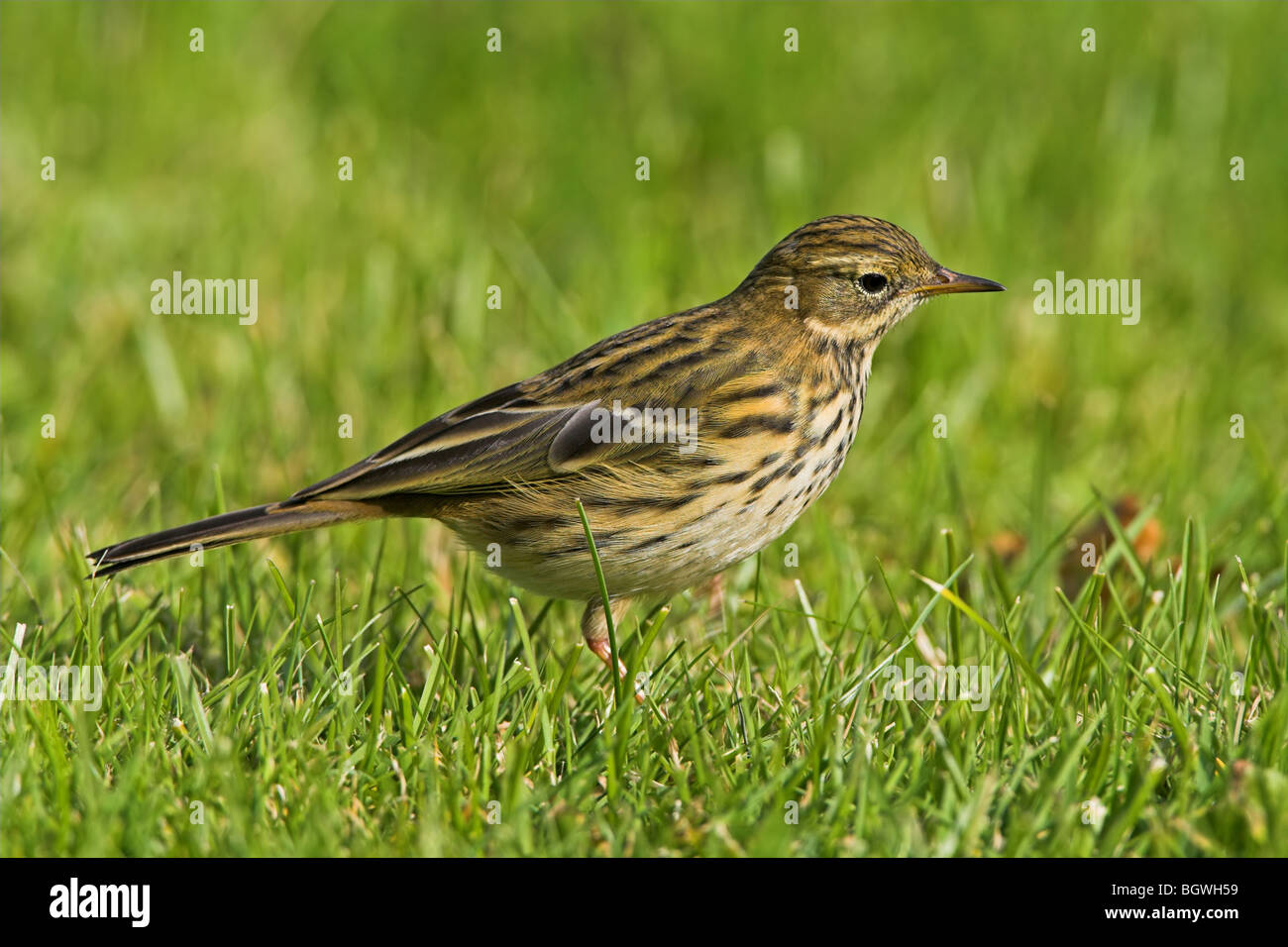Meadow Pipit Anthus pratensis Stock Photo - Alamy
