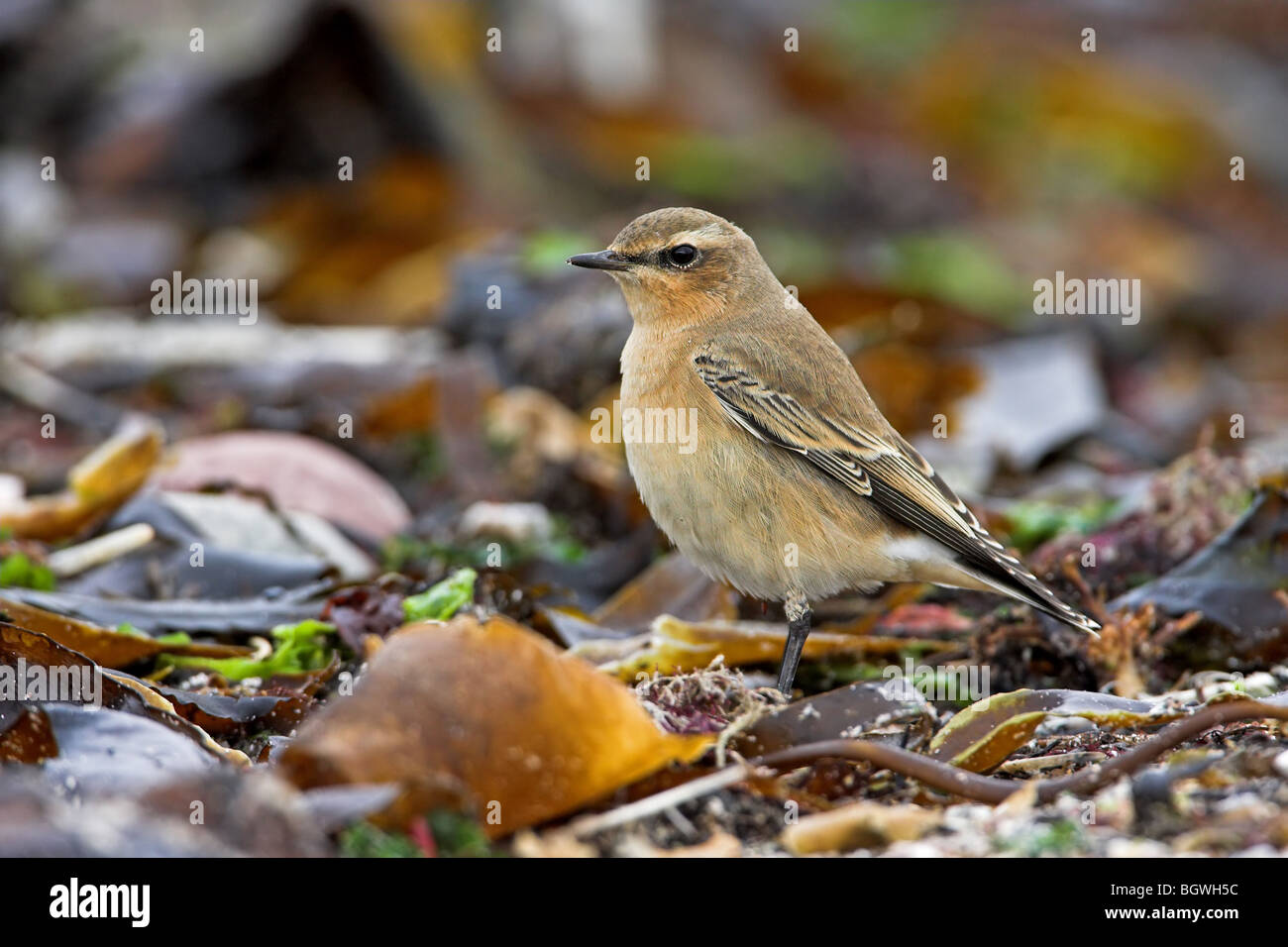 Wheatear foraging hi-res stock photography and images - Alamy