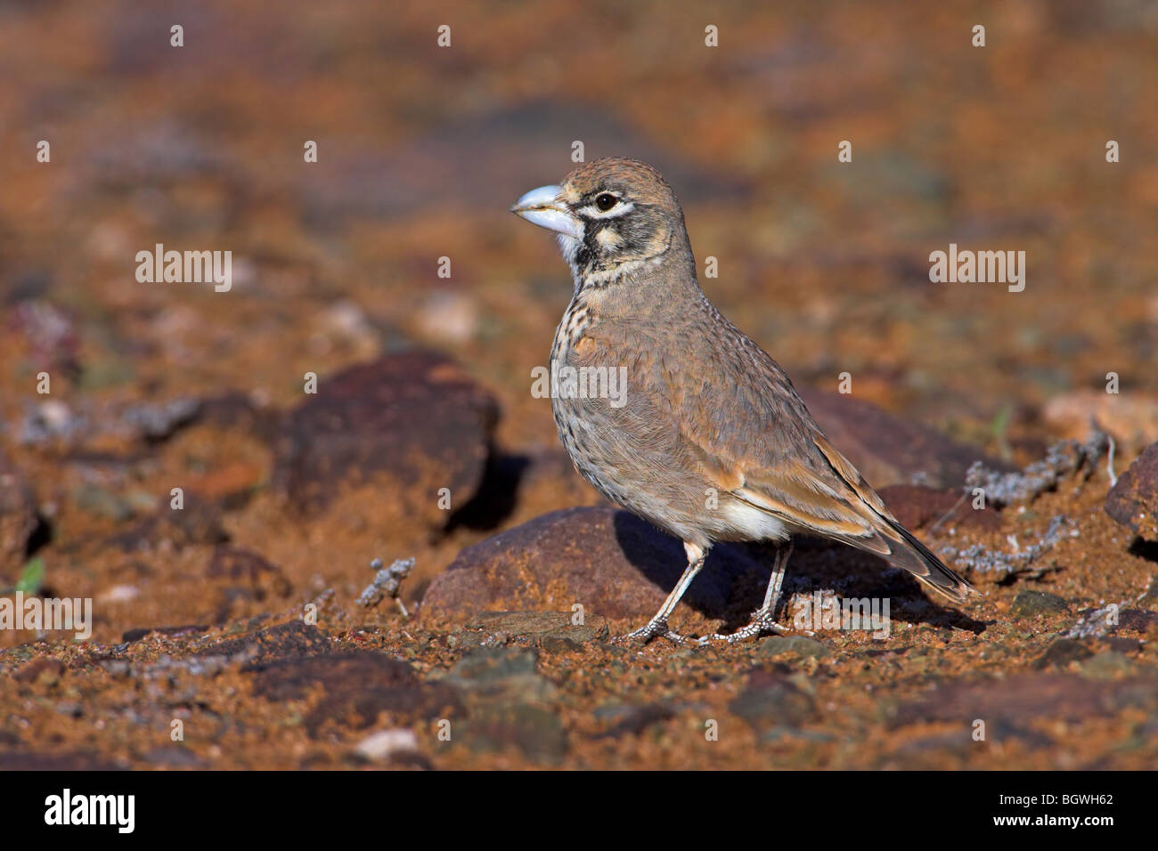 Thick billed lark hi-res stock photography and images - Alamy