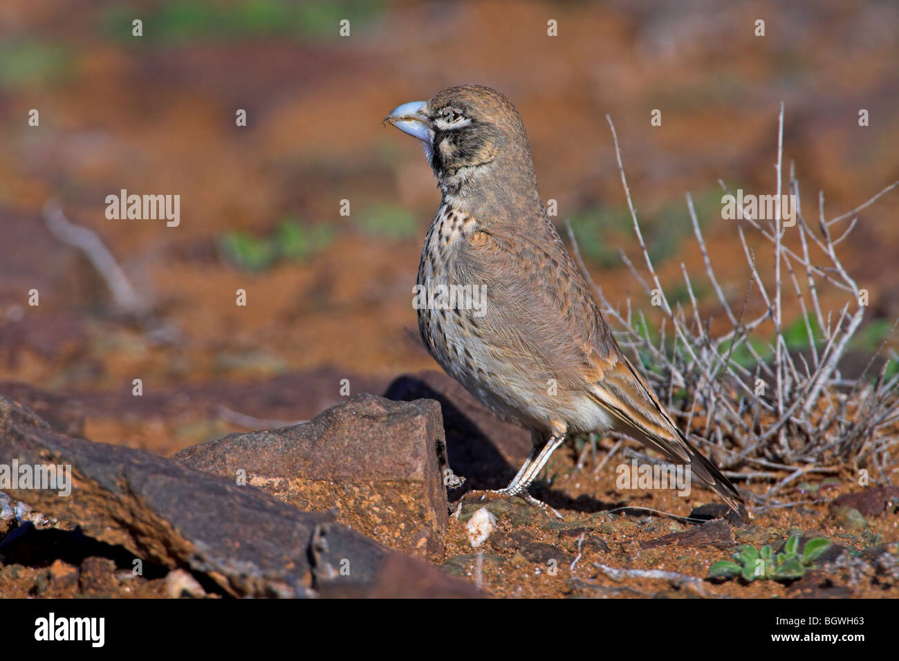 Thick billed lark hi-res stock photography and images - Alamy