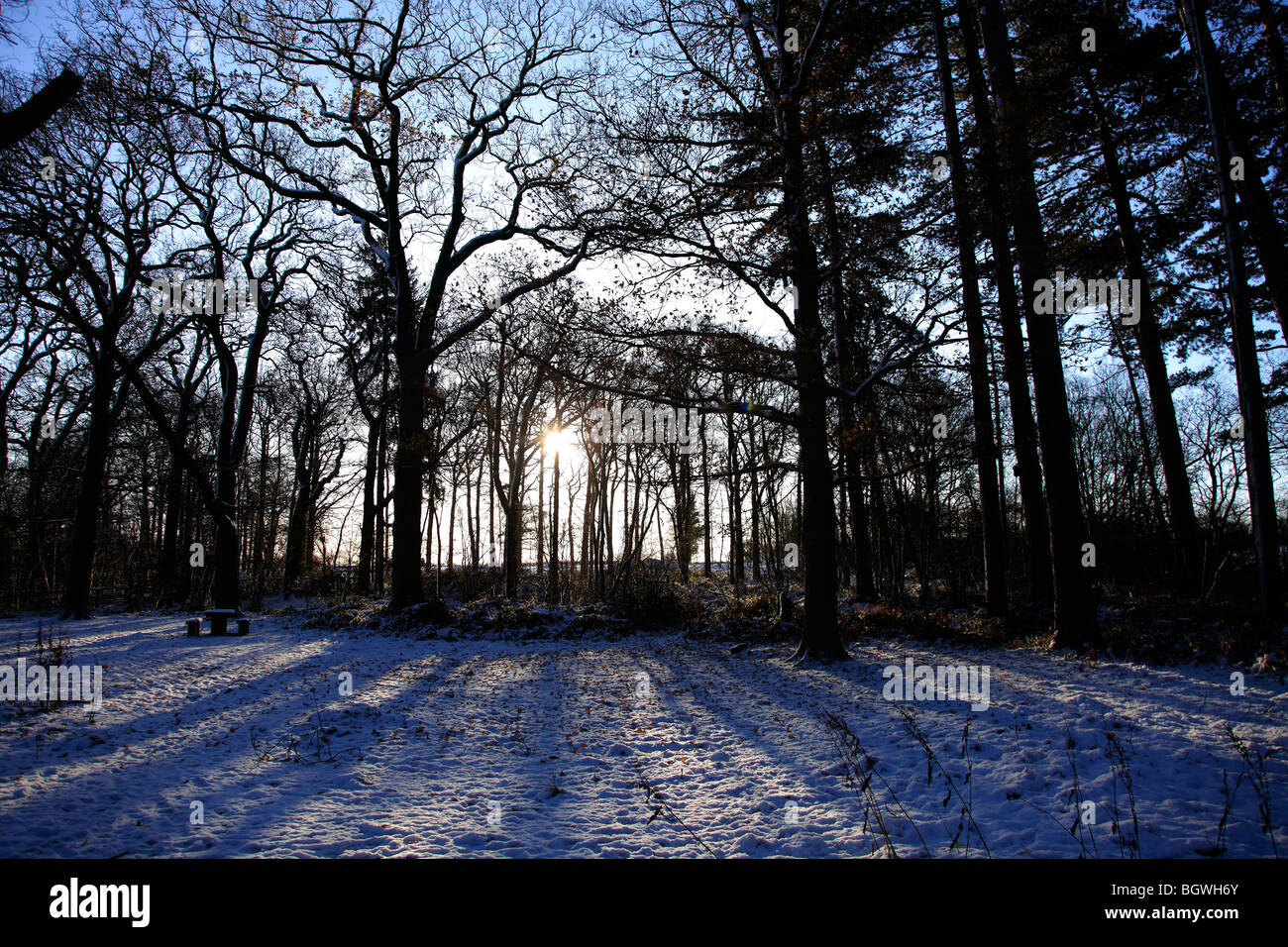 Winter Snowy Trees Sherwood Forest Visitor Centre Country Park ...