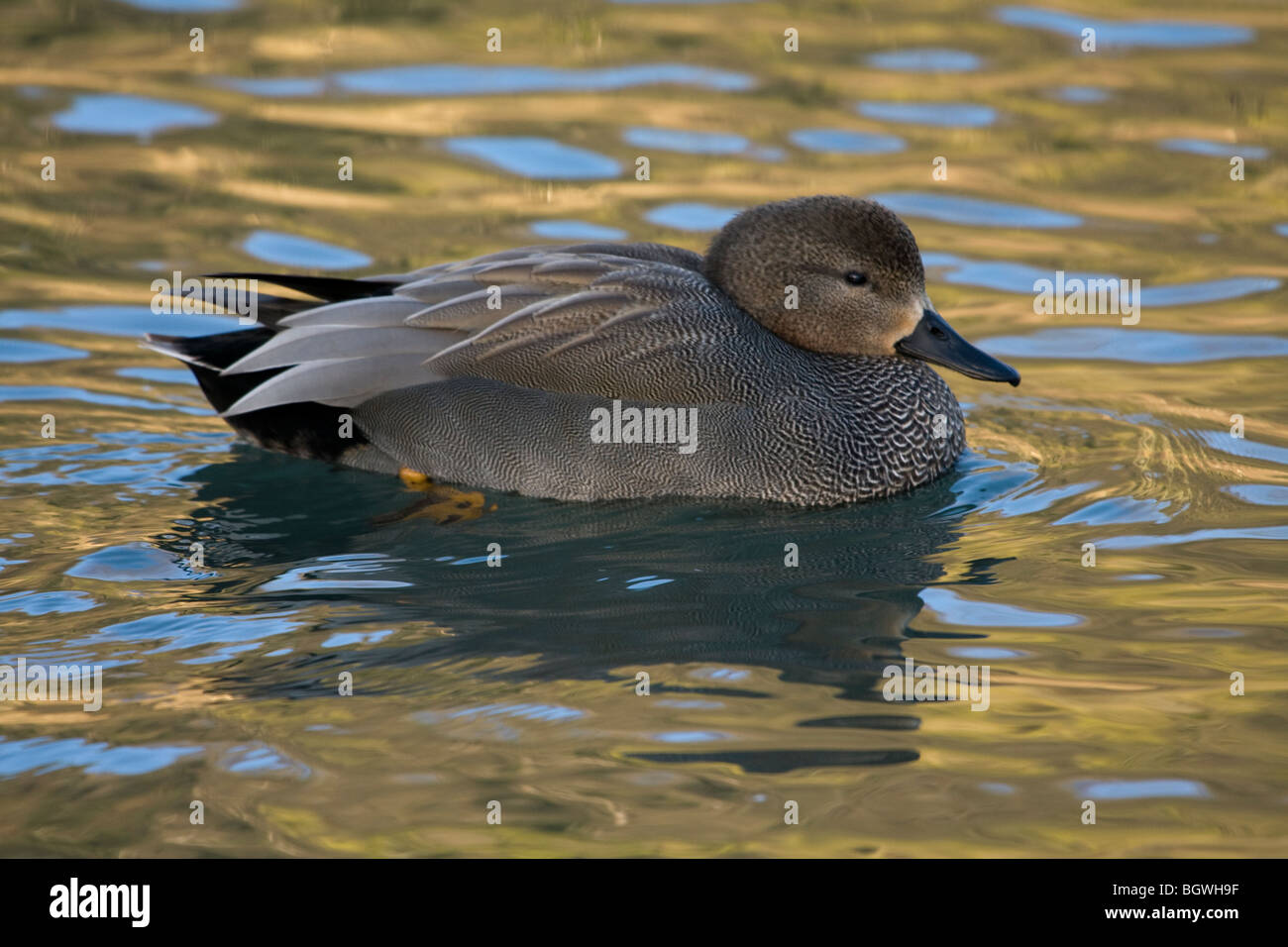 Male gadwall hi-res stock photography and images - Alamy