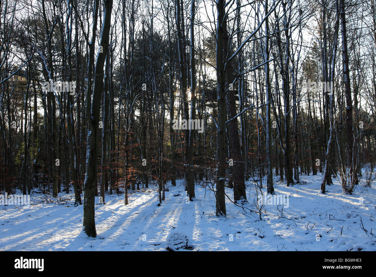 Winter snowy trees sherwood forest hi-res stock photography and images ...