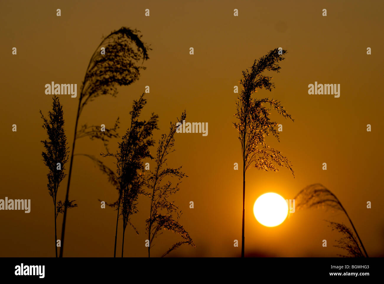 Reed blades hi-res stock photography and images - Alamy