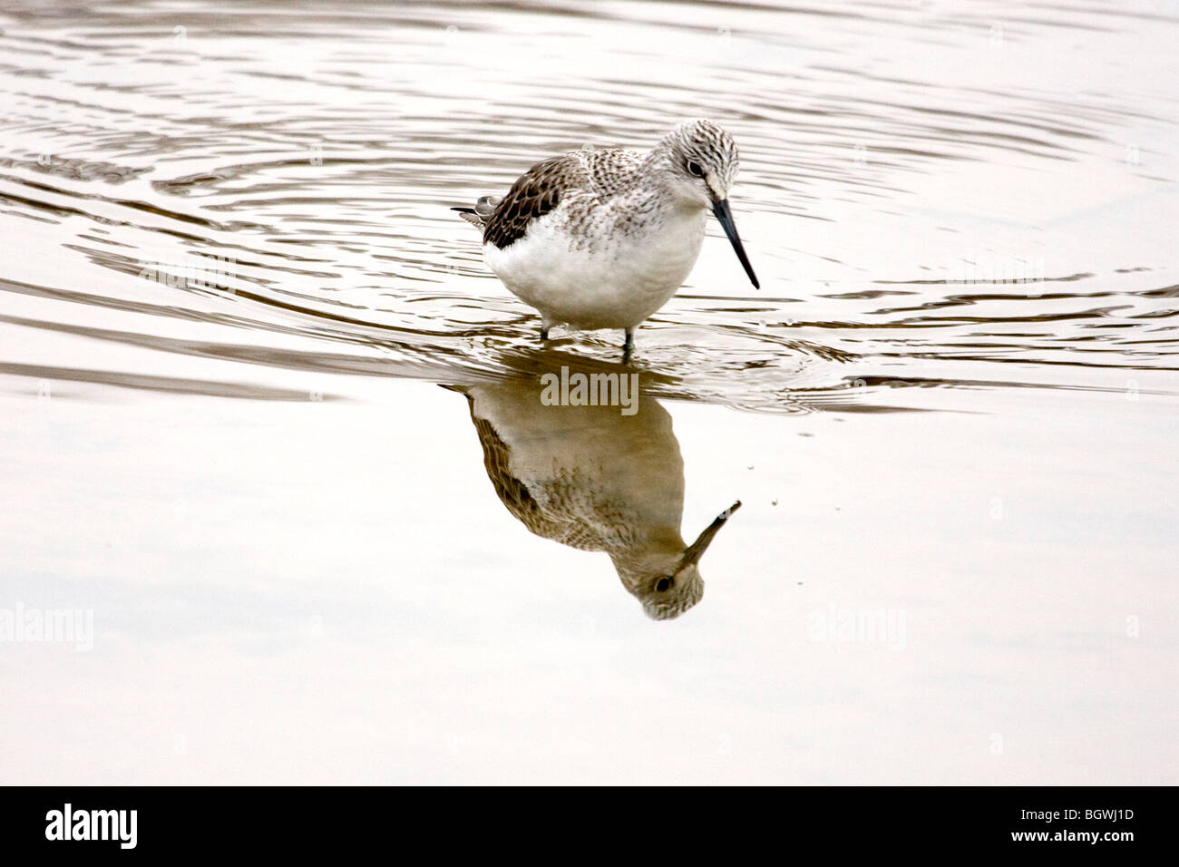 greenshank with own reflection in circular ripple Stock Photo - Alamy