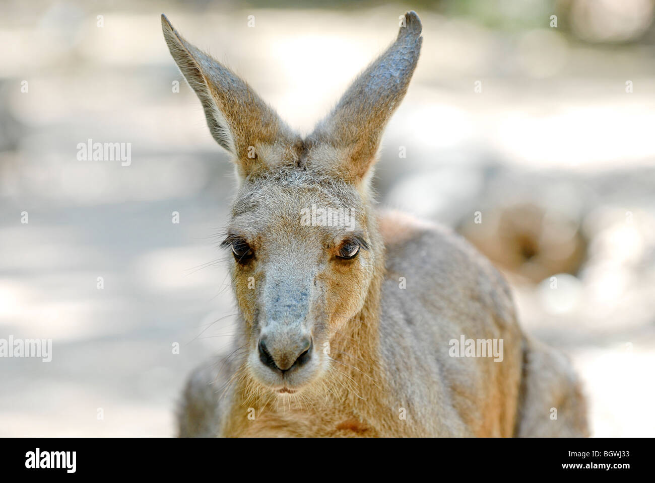 Auricular hi-res stock photography and images - Alamy
