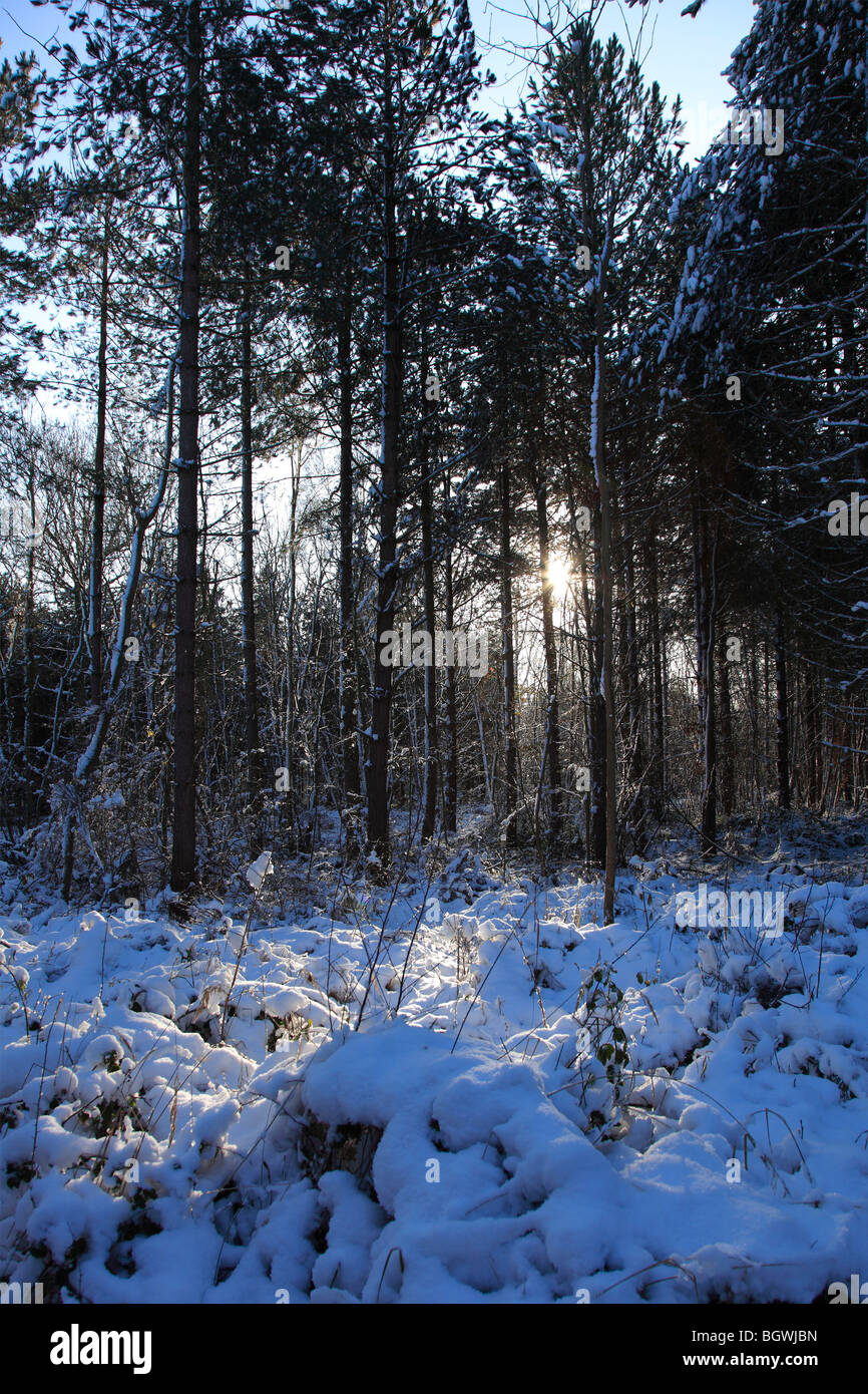 Winter snowy trees sherwood forest hi-res stock photography and images ...