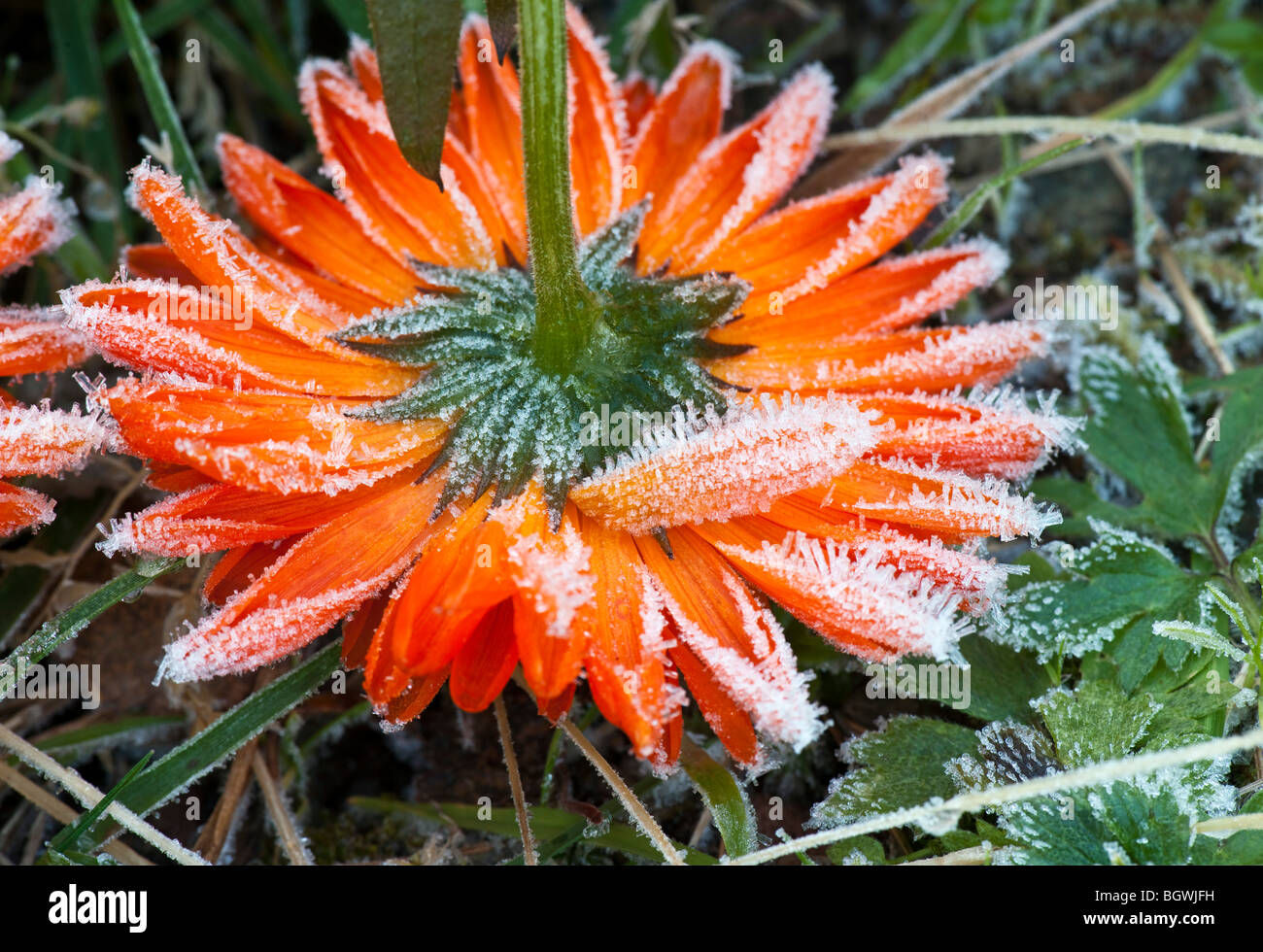 Flower Calendula, Marigold, in frost, with ice crystals Stock Photo - Alamy