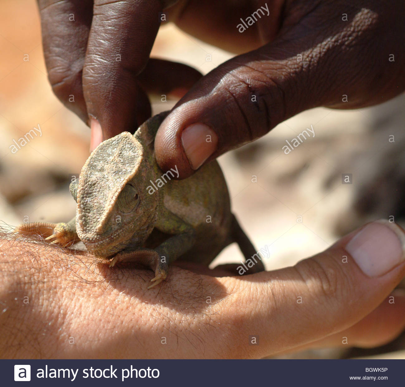 Voodoo Spiritual Temple High Resolution Stock Photography and Images ...