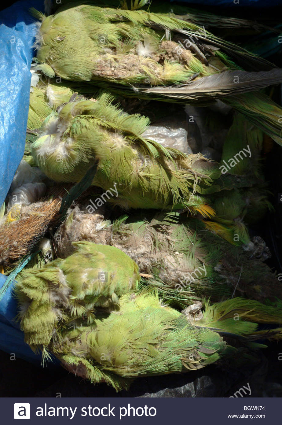 Voodoo Spiritual Temple High Resolution Stock Photography and Images ...
