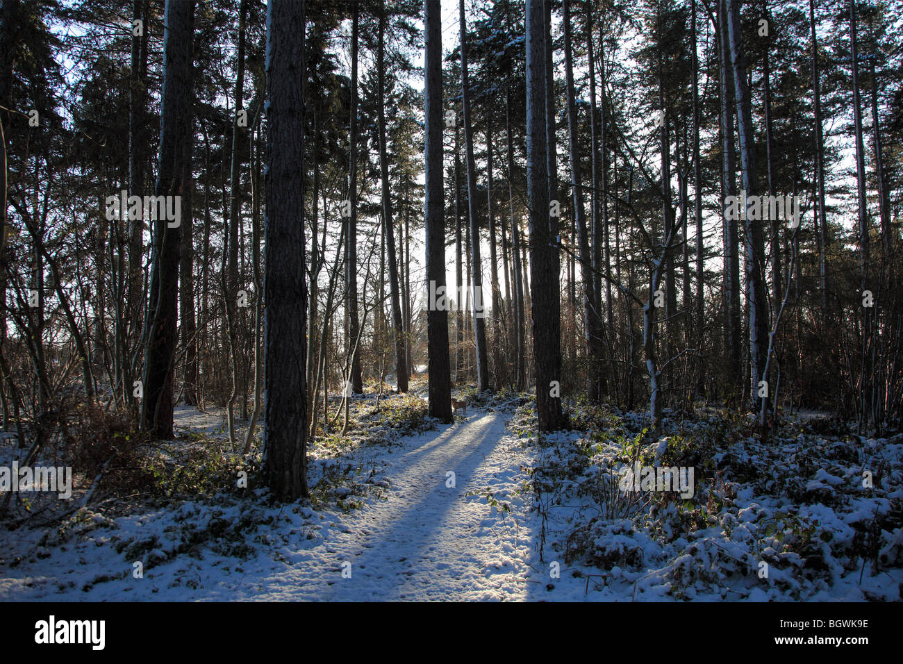 Winter snowy trees sherwood forest hi-res stock photography and images ...