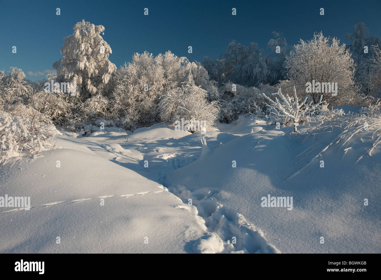 Snow covered field with forest in background during sunny winter day ...