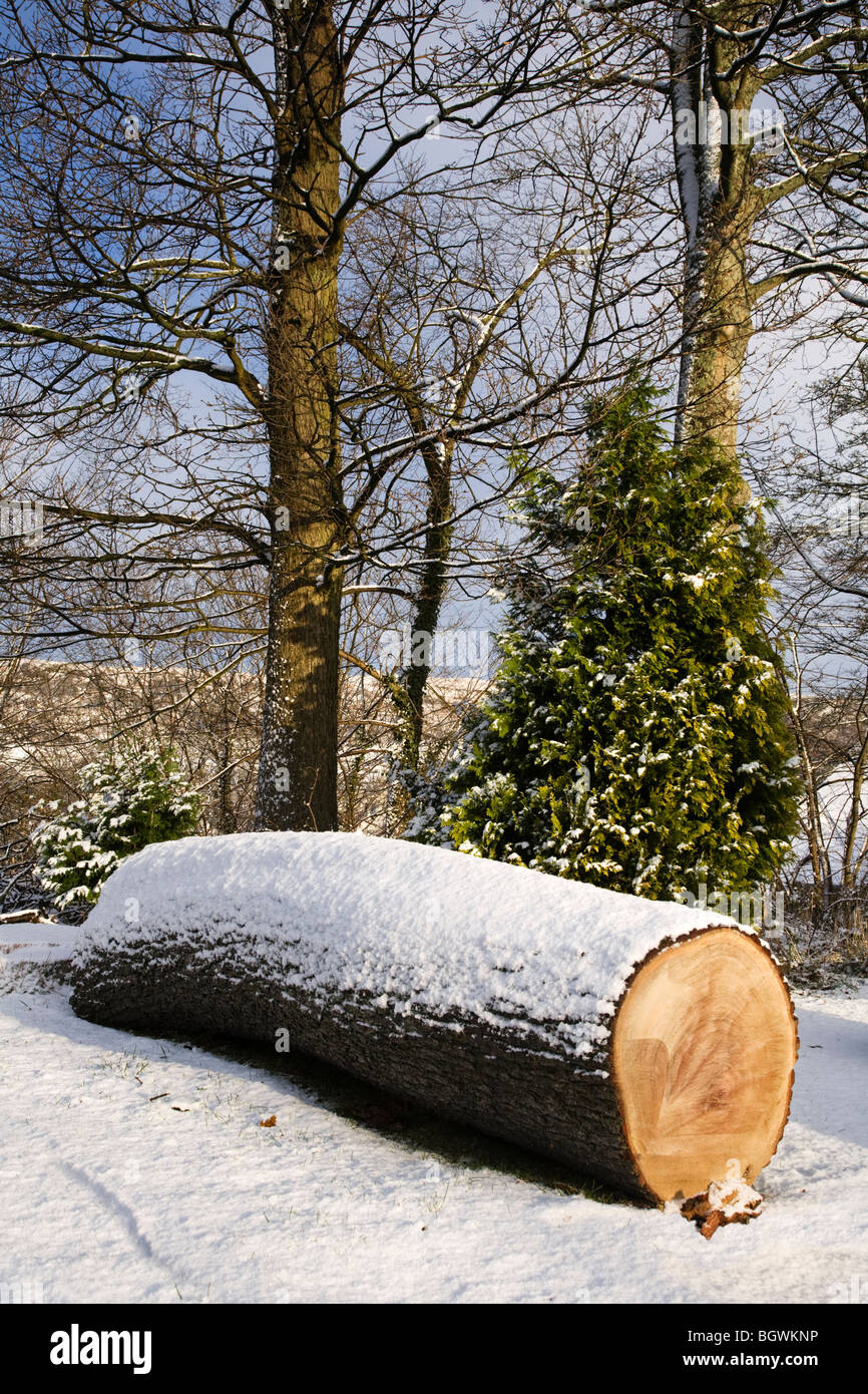 A snow covered sawn log lying on the ground Stock Photo - Alamy