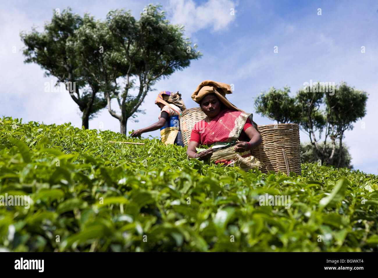 Tea pluckers working on the Chamraj Tea Estate, Tamil Nadu, India Stock ...