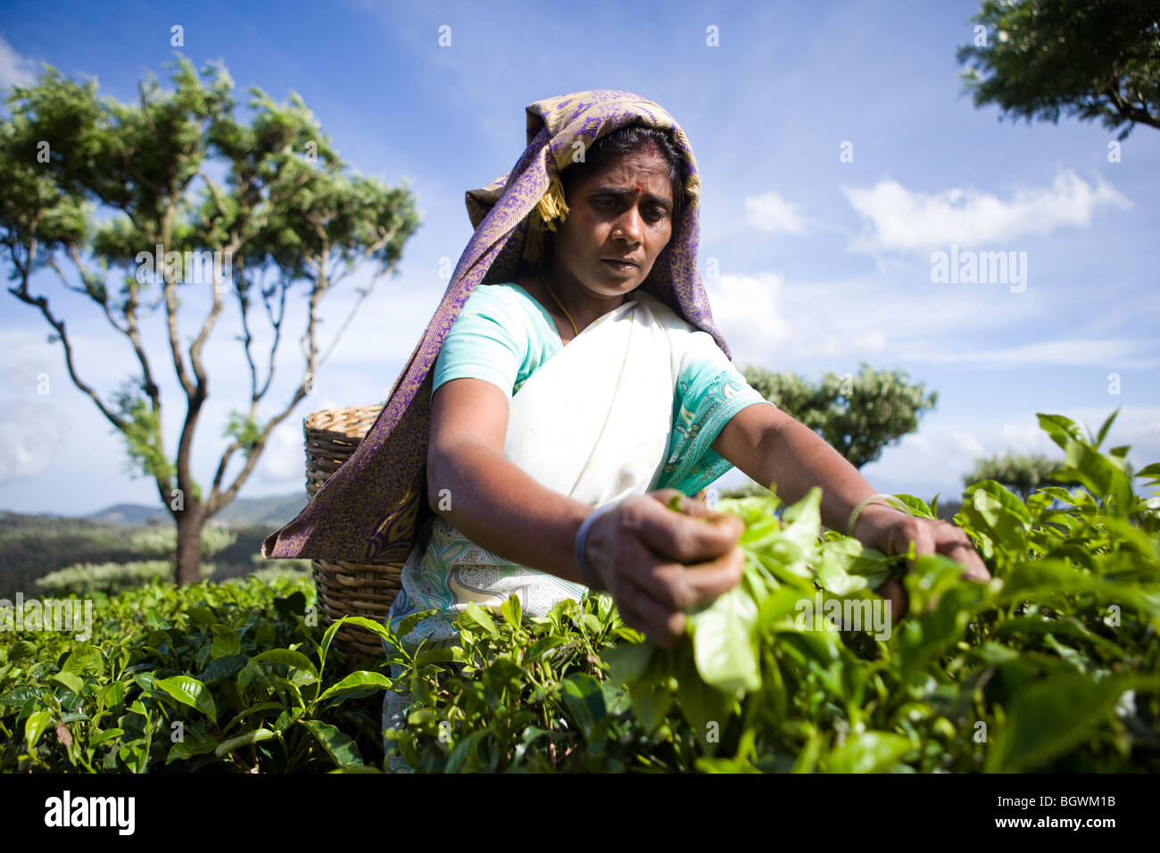 Tea pluckers working on the Chamraj Tea Estate, Tamil Nadu, India Stock ...
