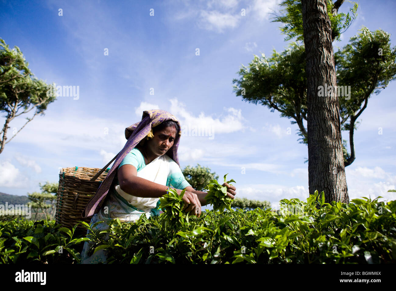 Tea pluckers working on the Chamraj Tea Estate, Tamil Nadu, India Stock ...