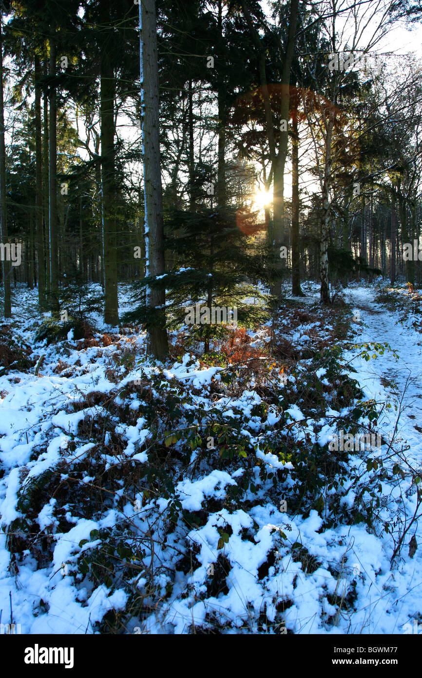 Winter snowy trees sherwood forest hi-res stock photography and images ...