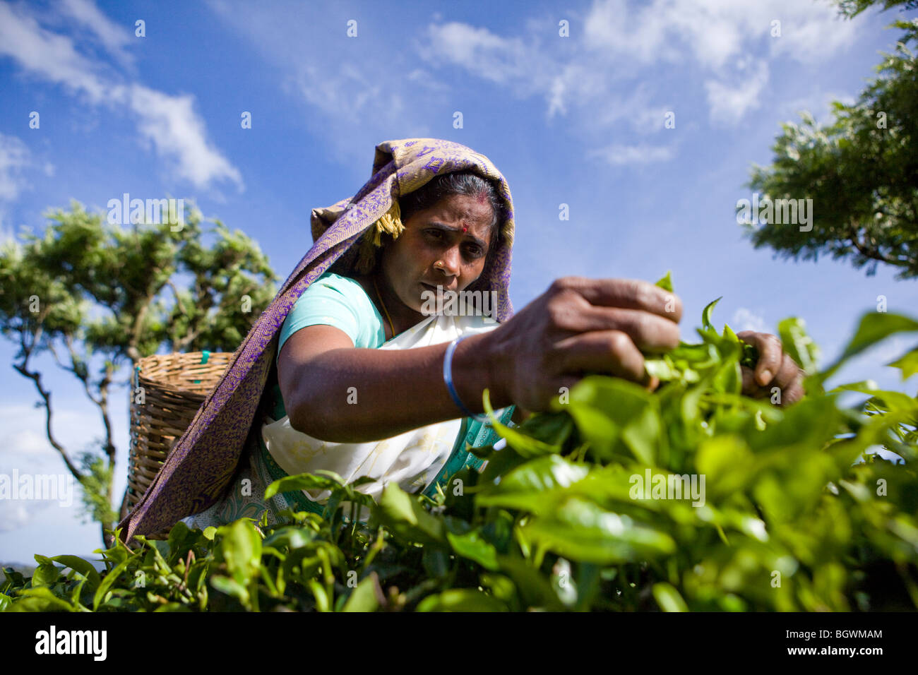 Tea pluckers working on the Chamraj Tea Estate, Tamil Nadu, India Stock ...