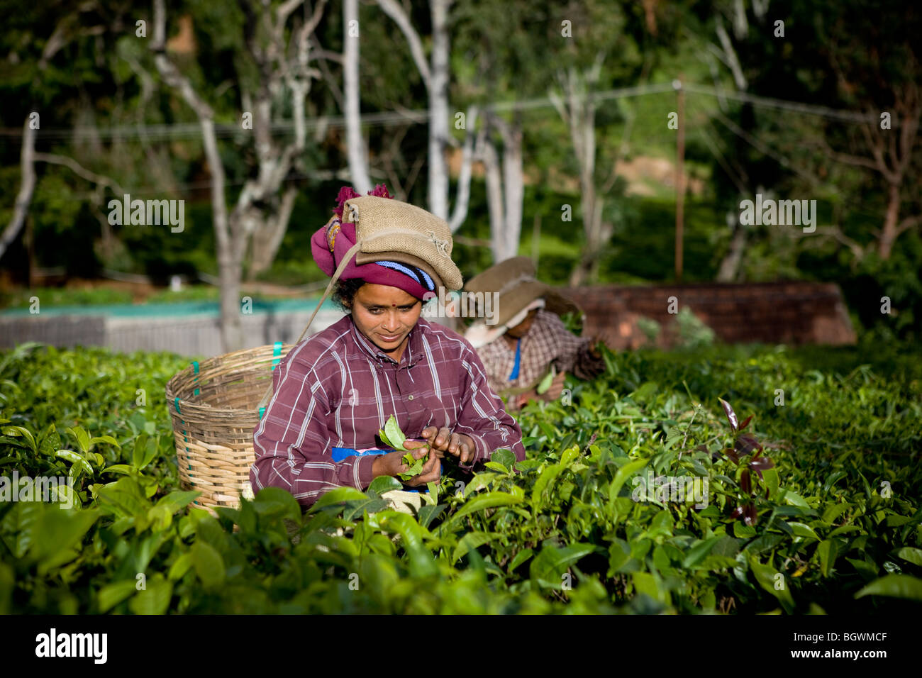 Tea pluckers working on the Chamraj Tea Estate, Tamil Nadu, India Stock ...