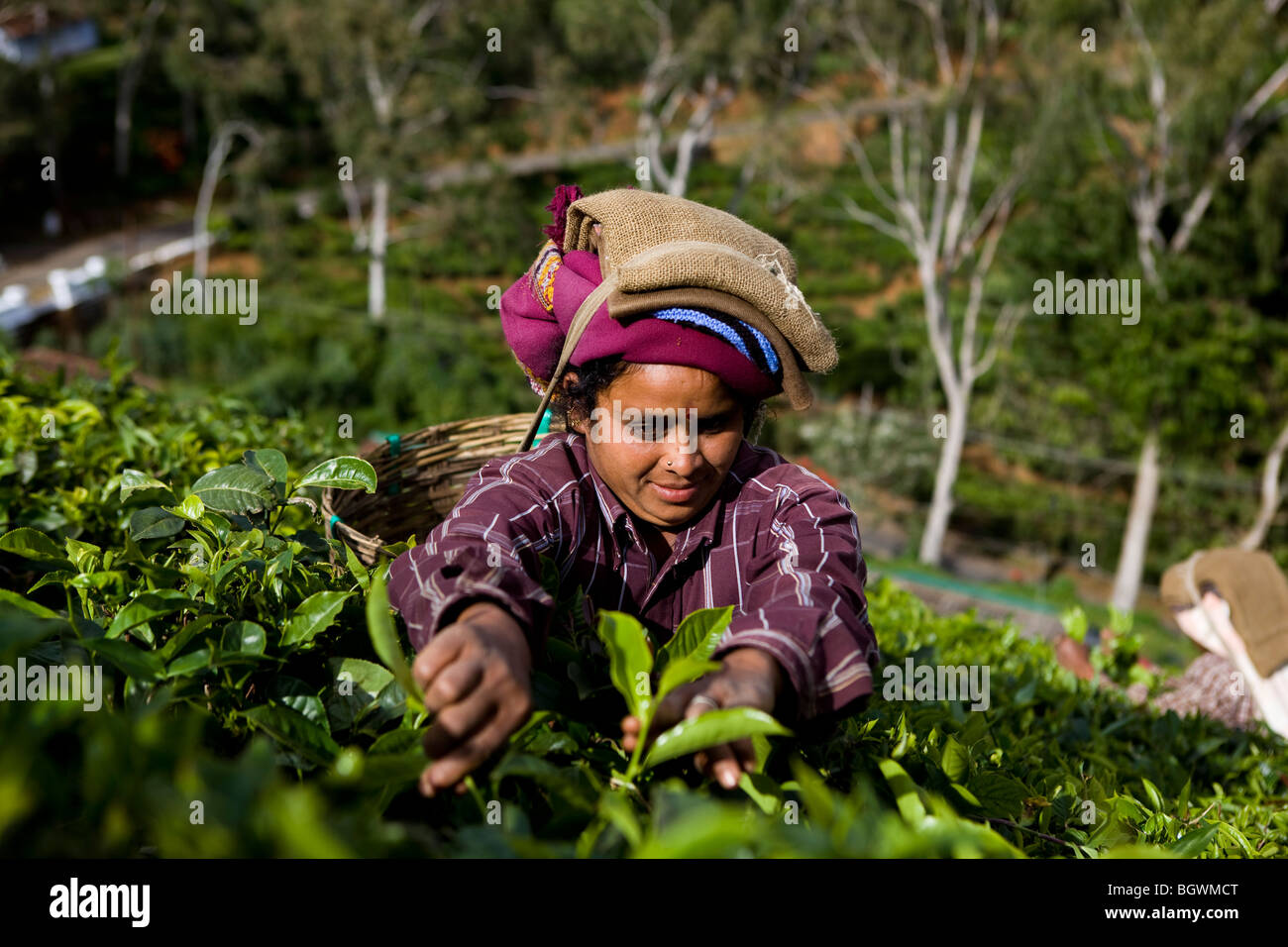 Tea pluckers working on the Chamraj Tea Estate, Tamil Nadu, India Stock ...