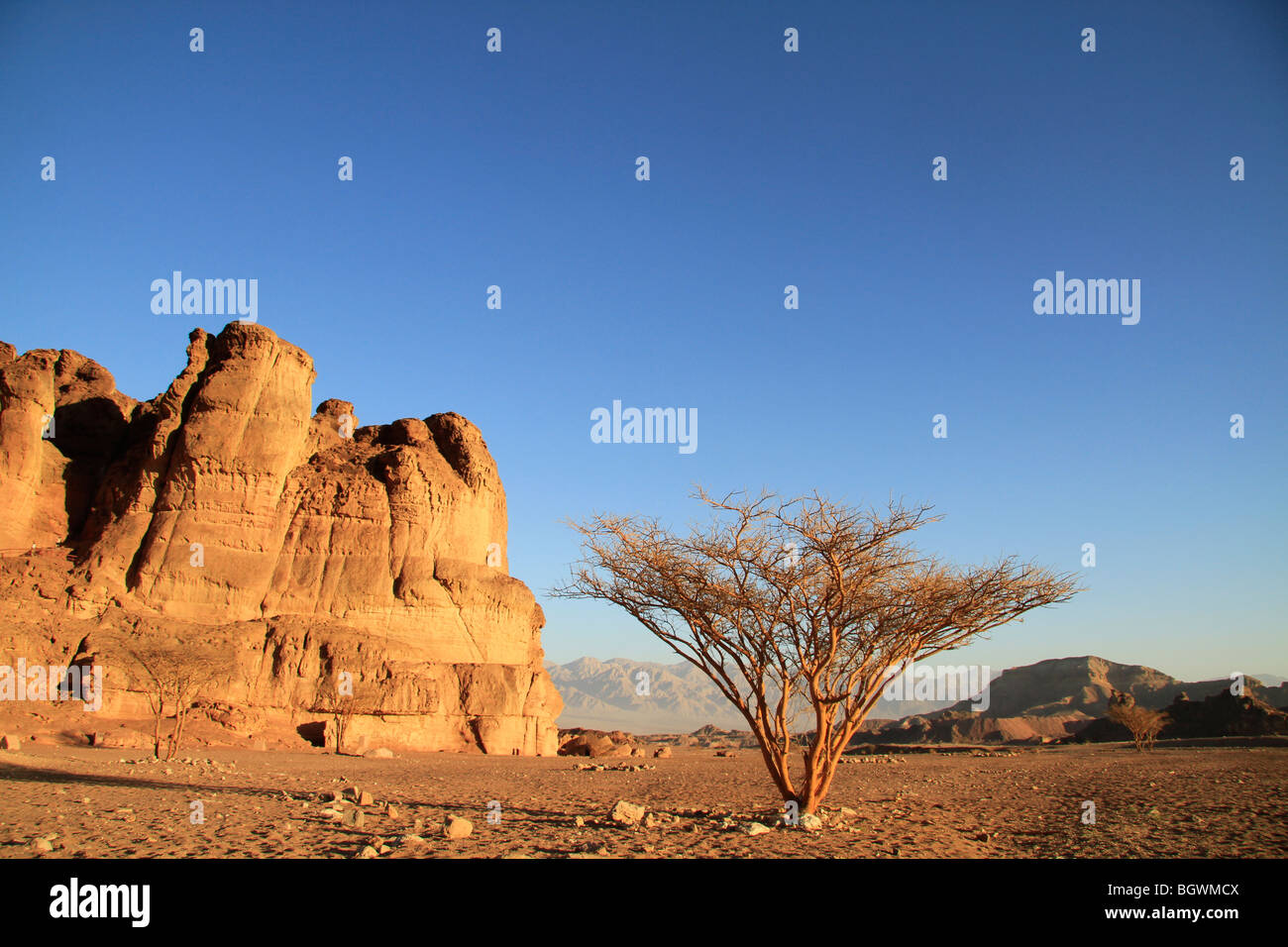 Acacia valley hi-res stock photography and images - Alamy