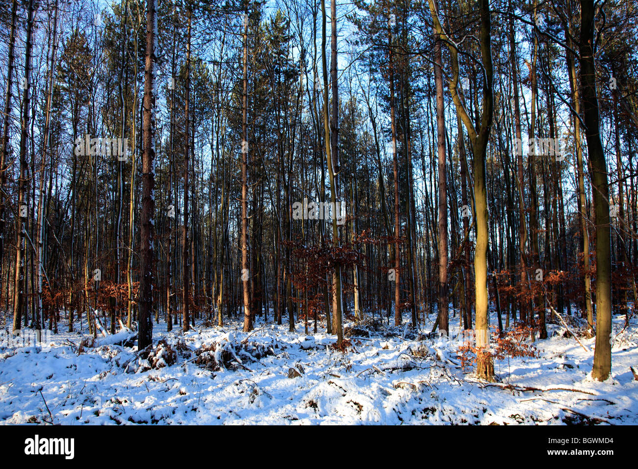 Winter Snowy Trees Sherwood Forest Visitor Centre Country Park ...